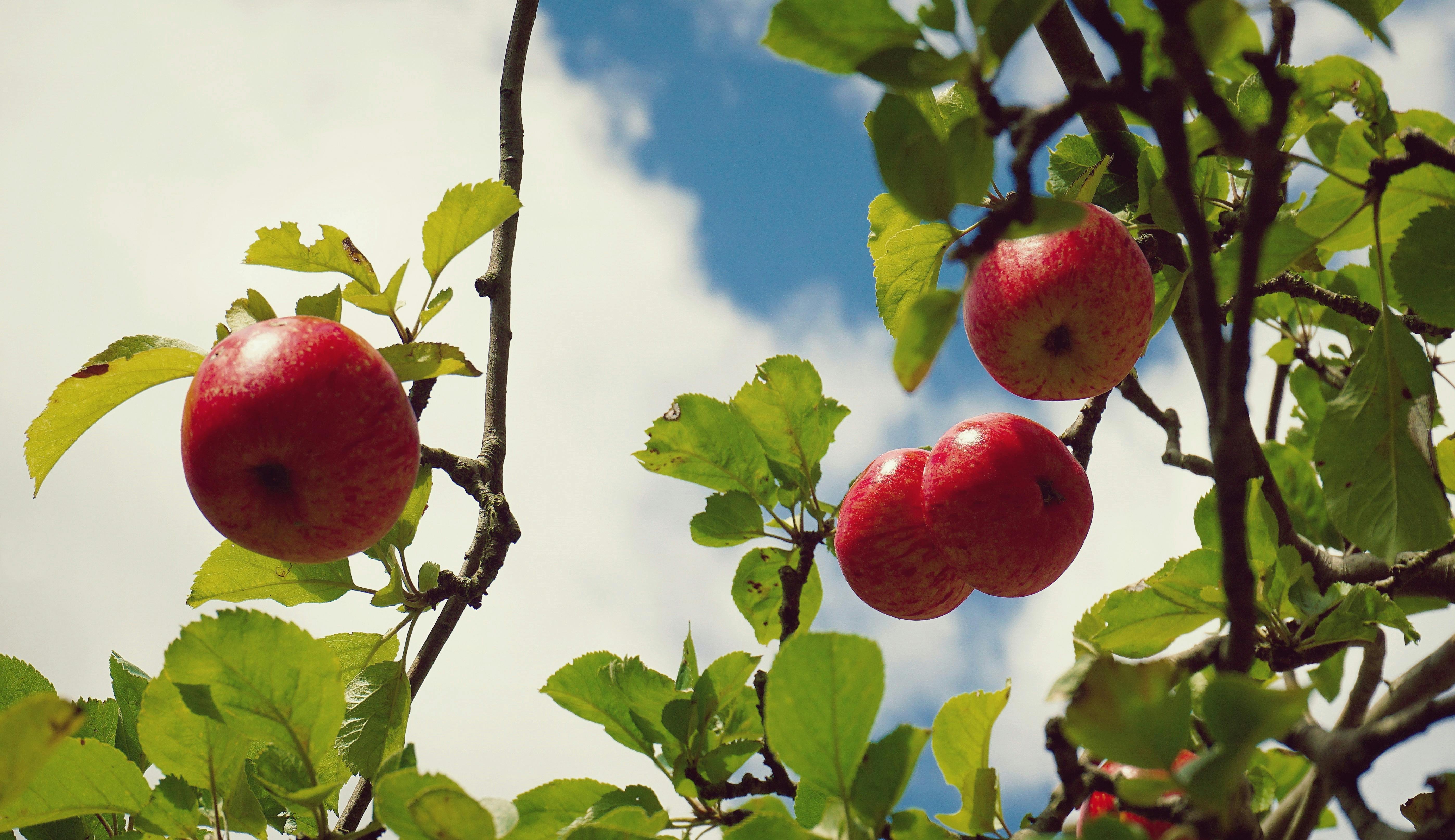 Close-up Photography of Apple Tree · Free Stock Photo