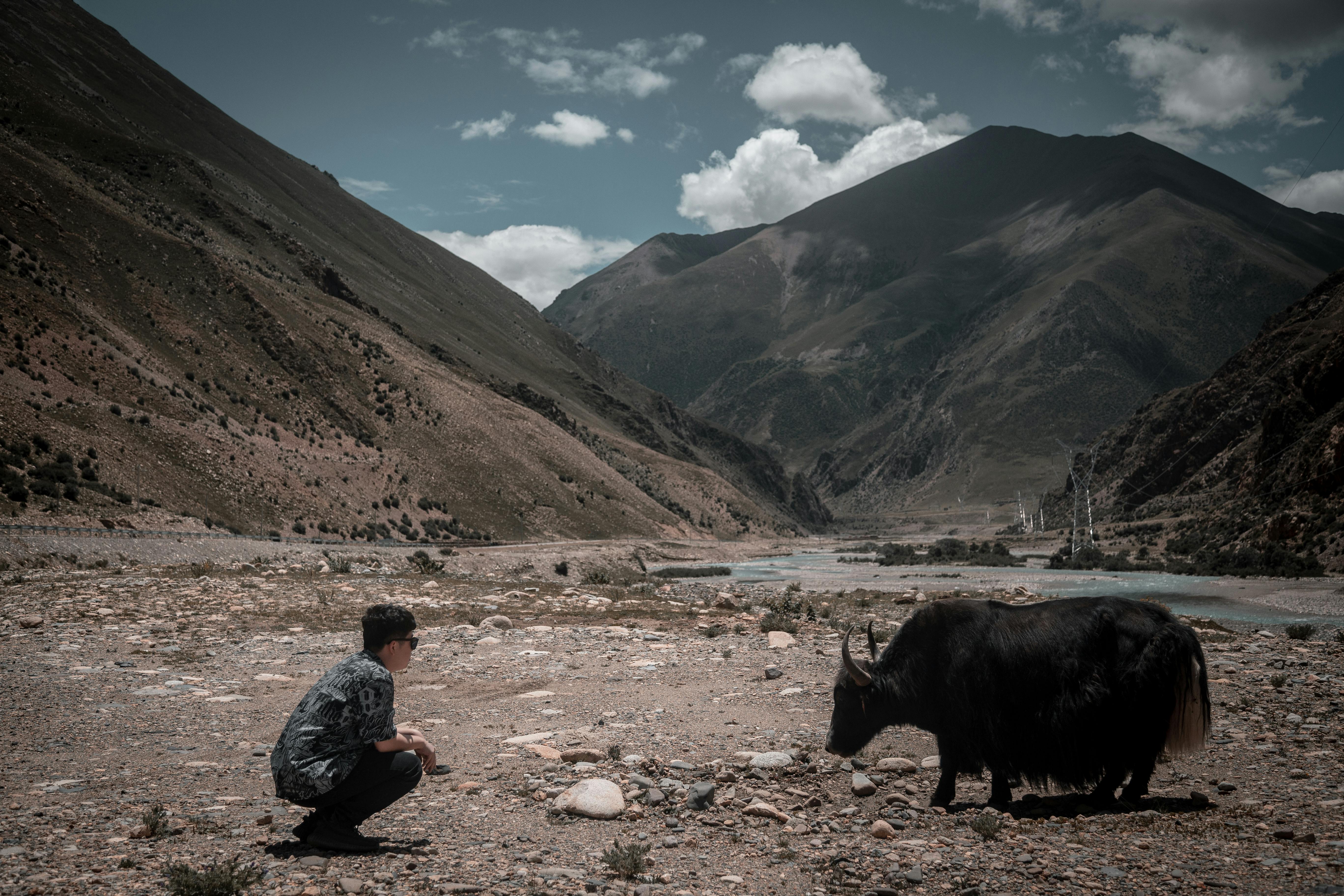 A Man Sitting Near the Black Yak · Free Stock Photo