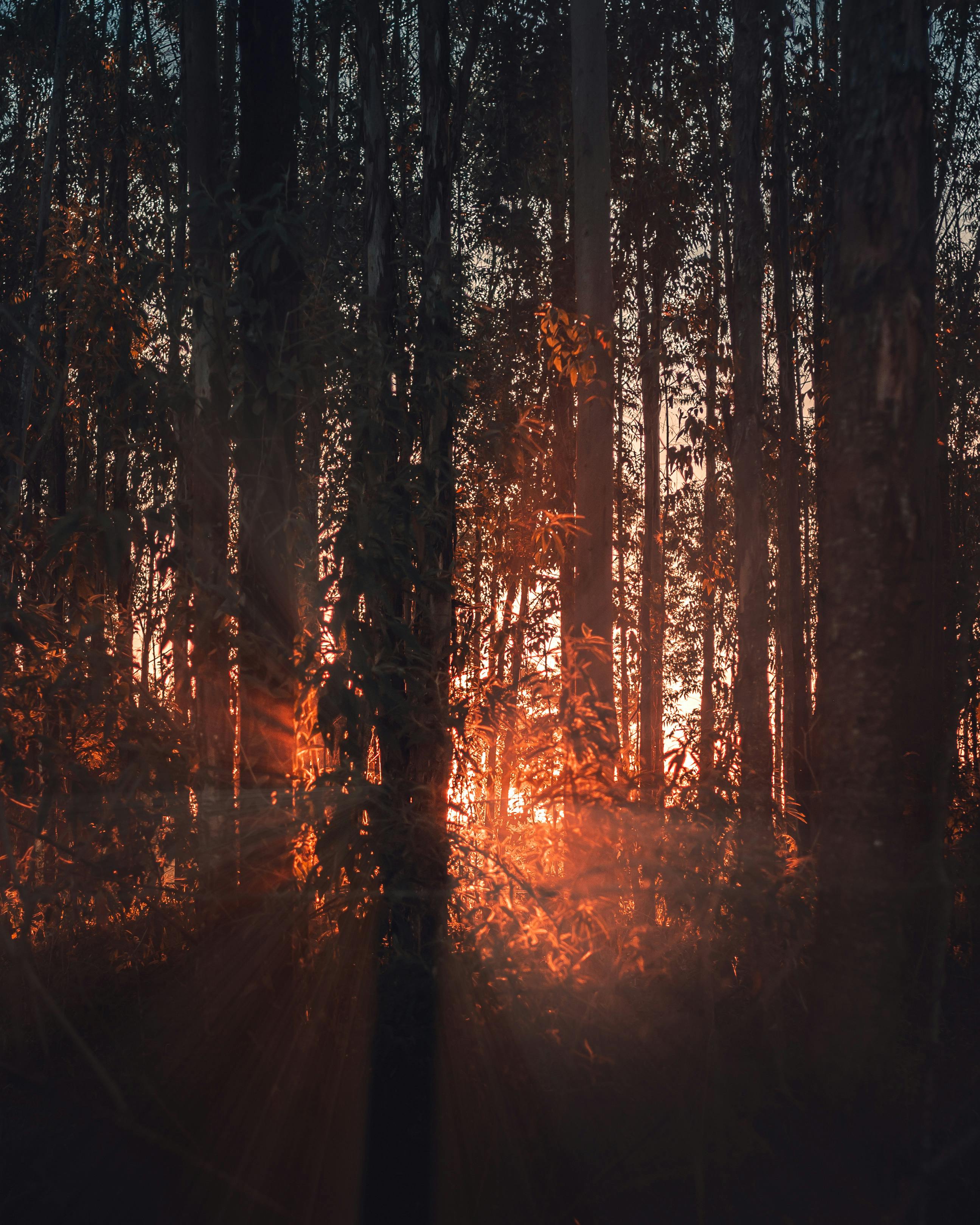 Brown Trees in the Forest · Free Stock Photo