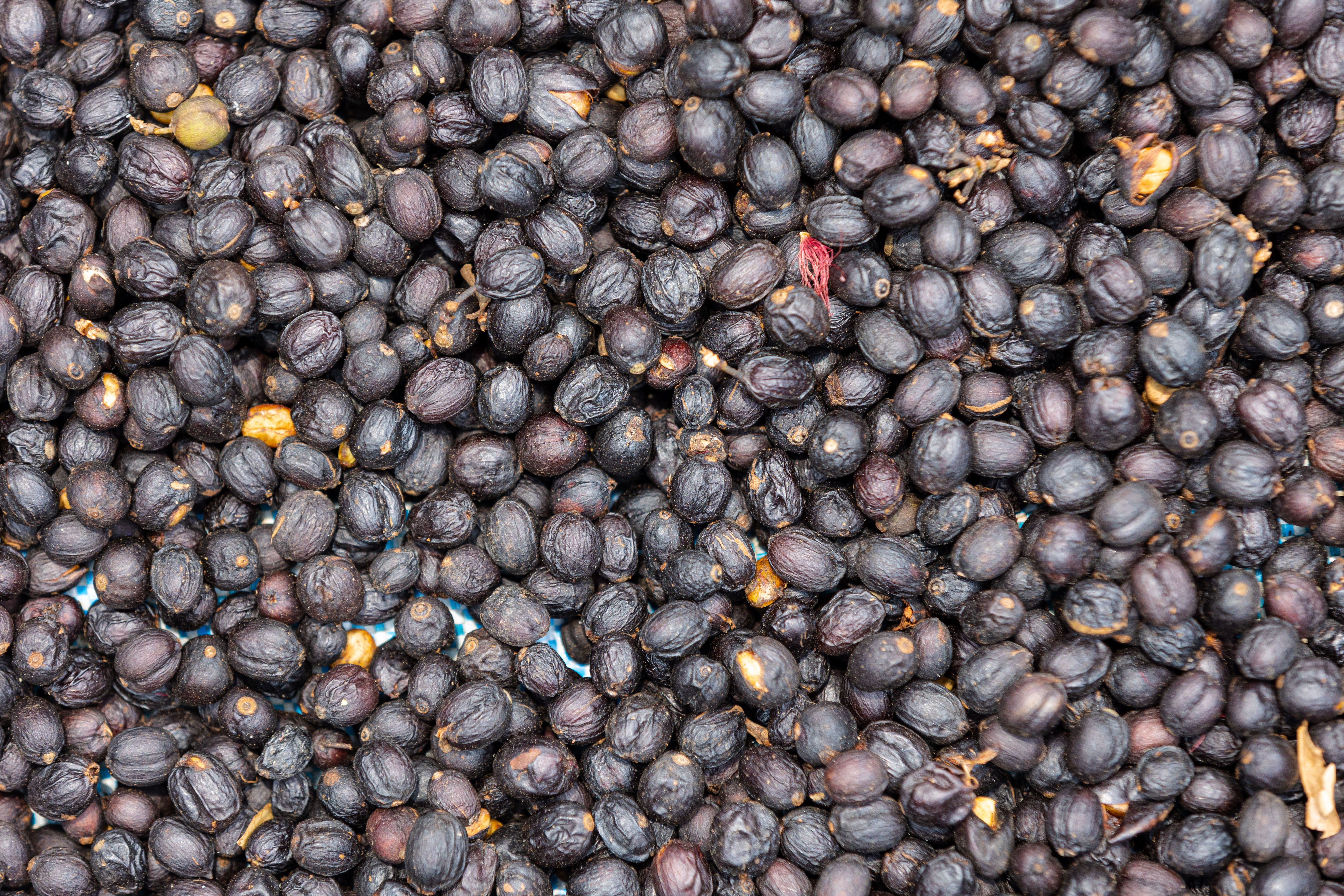 Plum Photos, Download The BEST Free Plum Stock Photos & HD Images