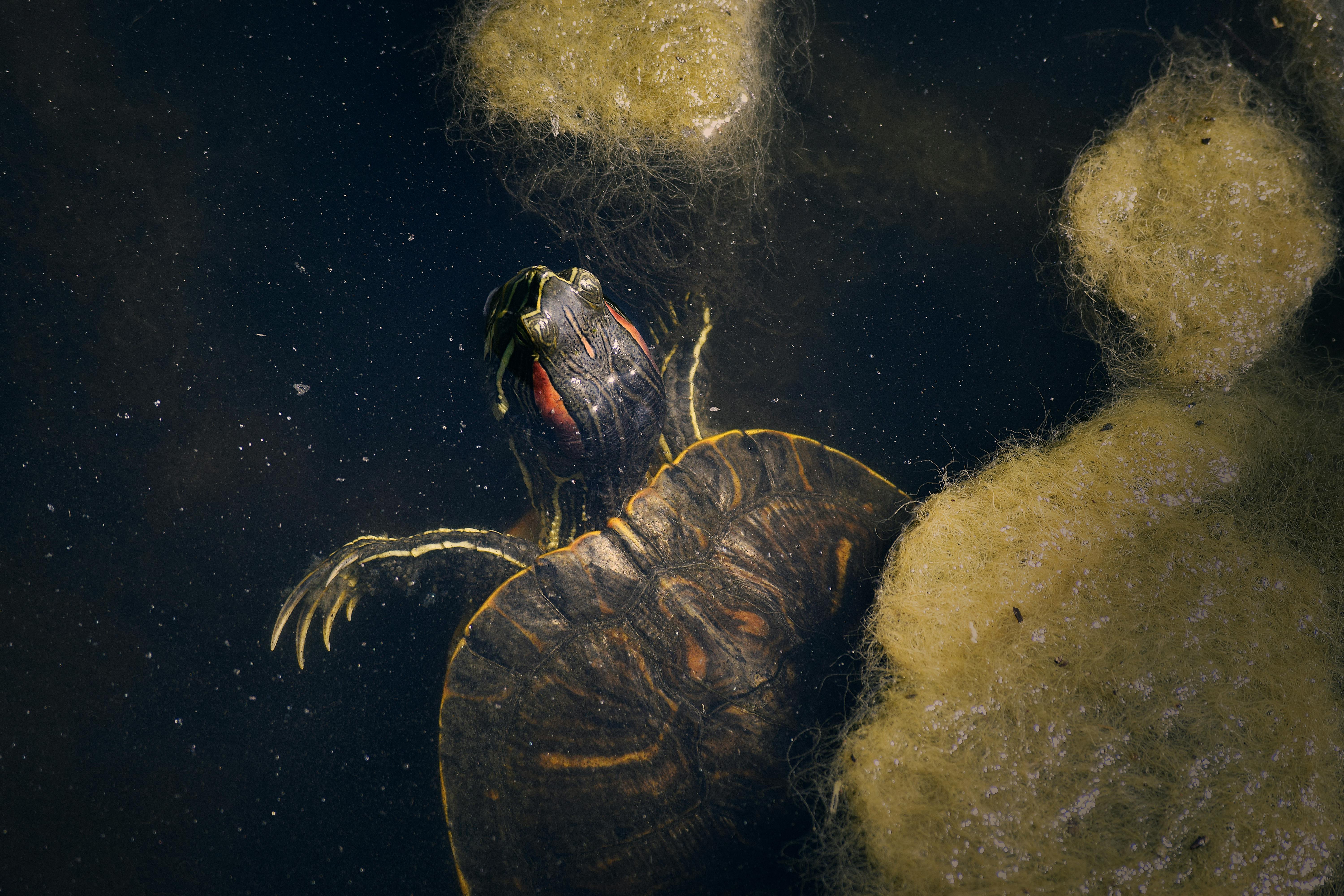 Free stock photo of amphibian, animal, bacteria