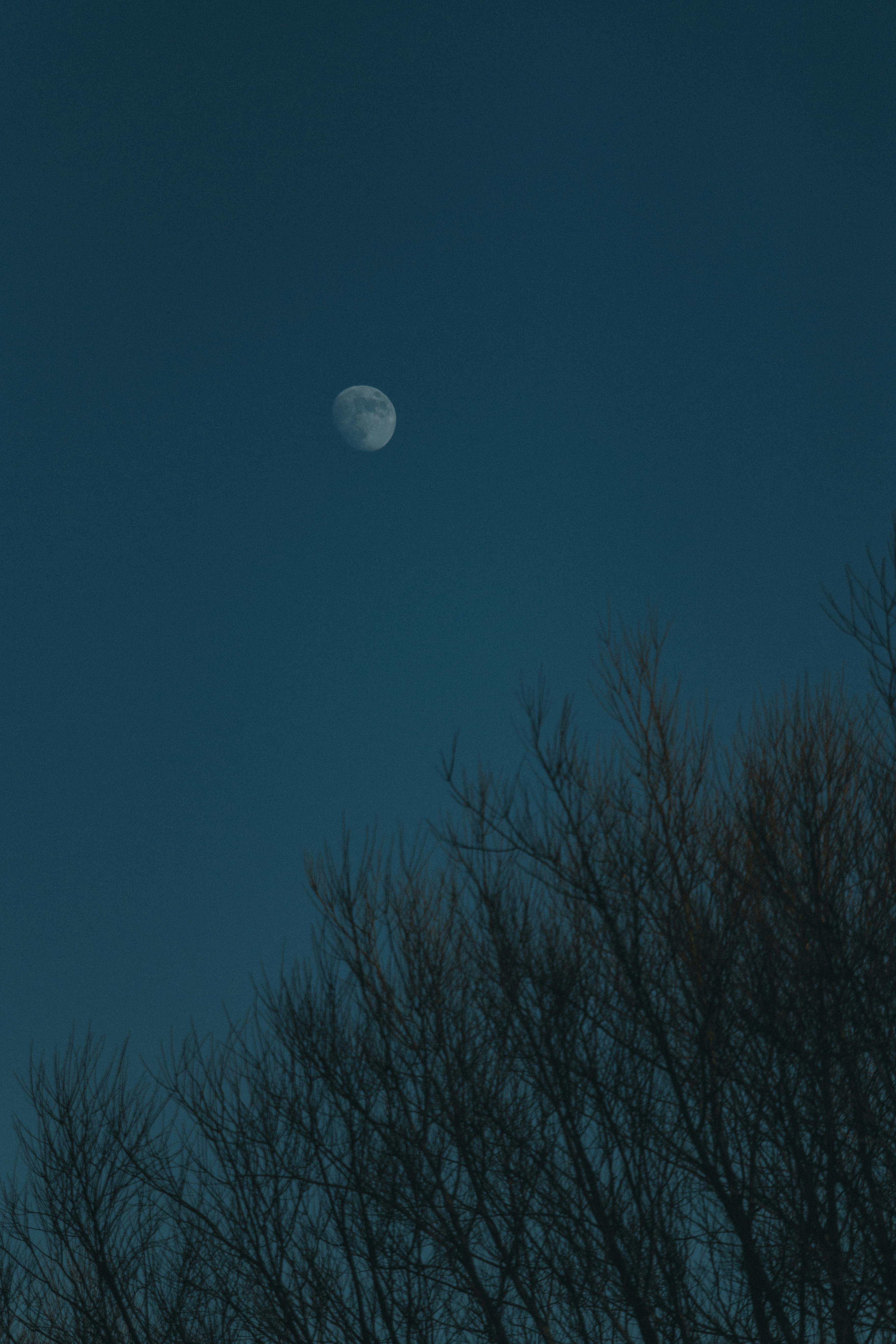 Tree against Night Sky · Free Stock Photo