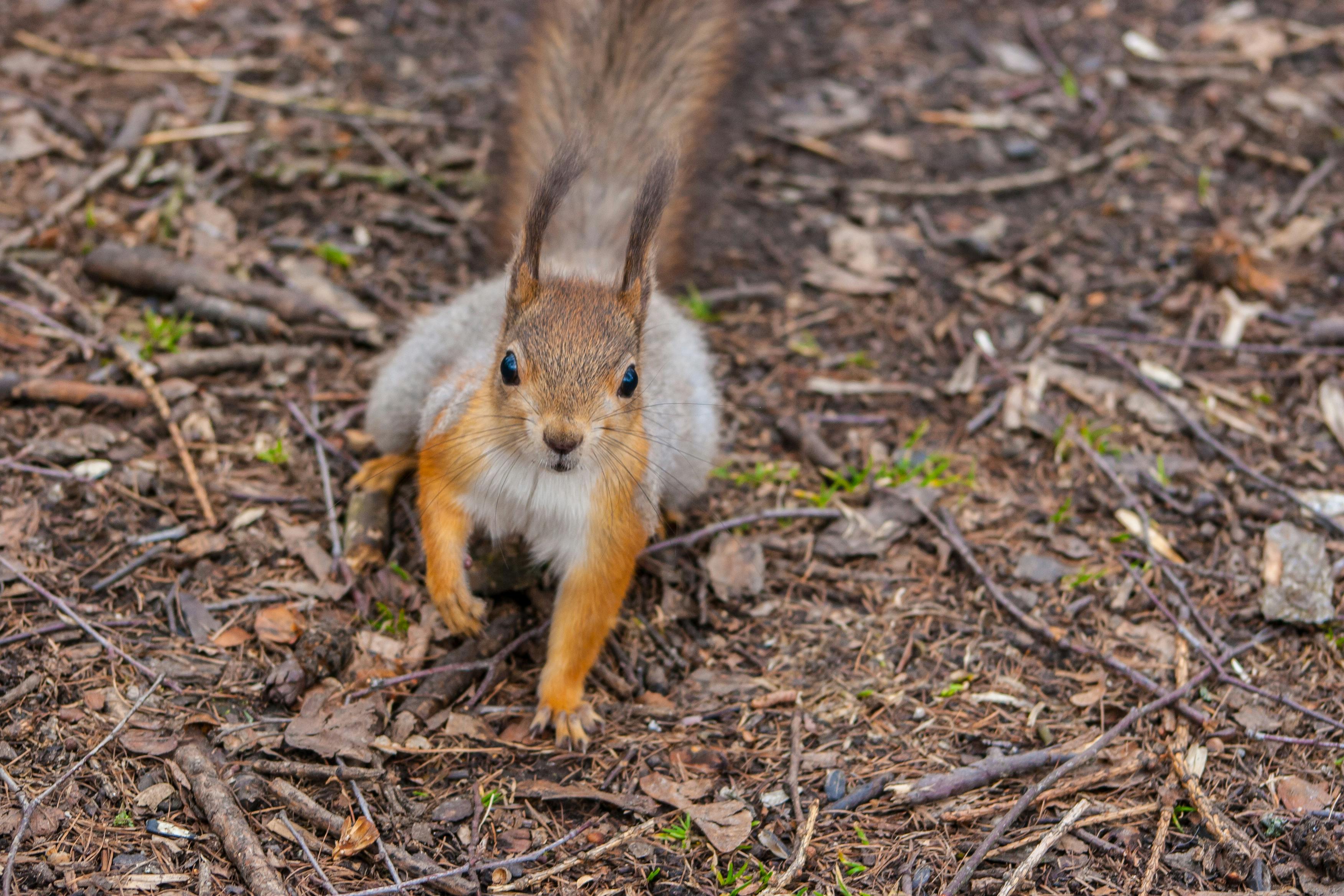 Close-Up Shot of a Red Squirrel · Free Stock Photo