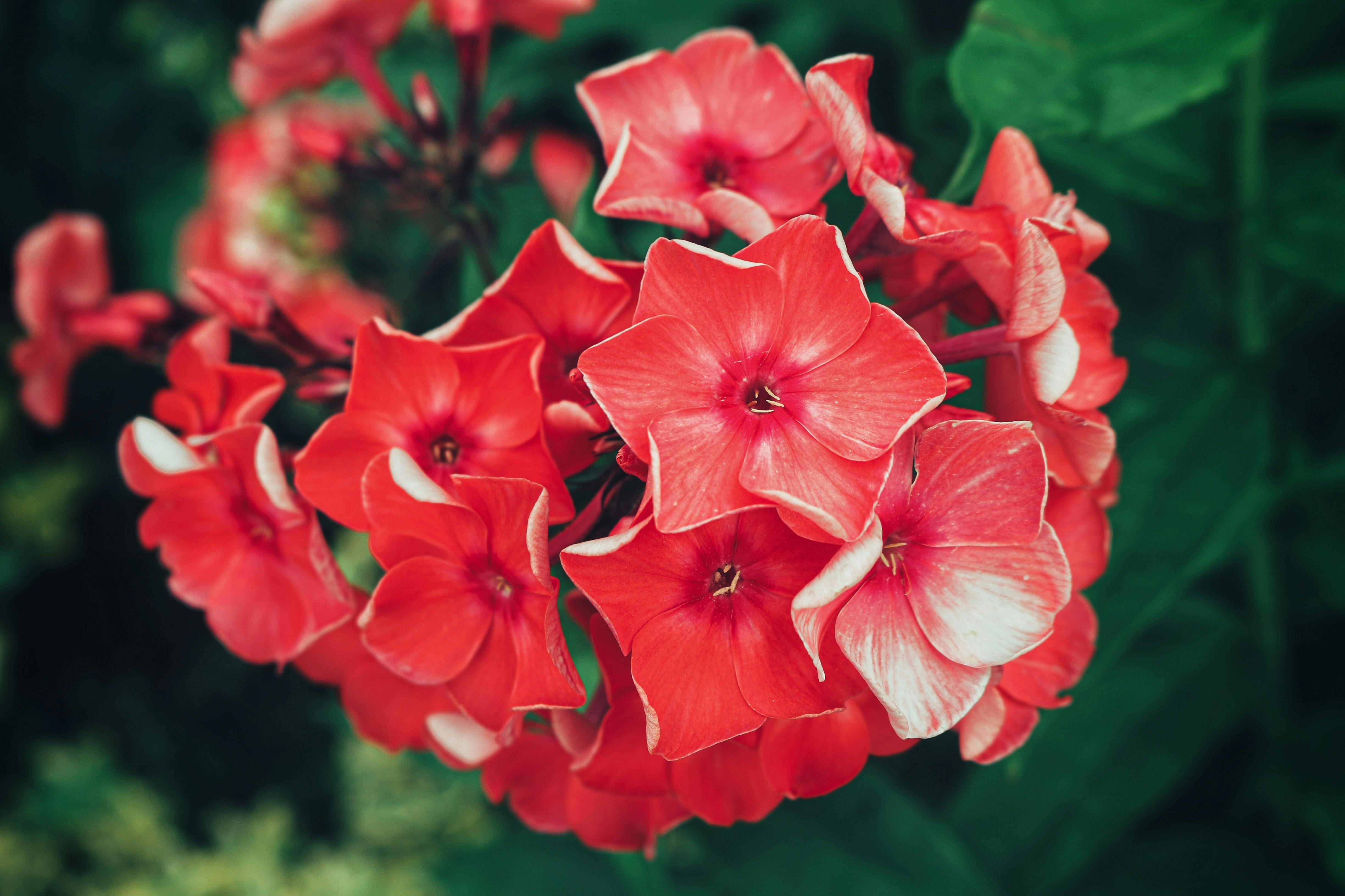 Red Flowers in Bloom · Free Stock Photo