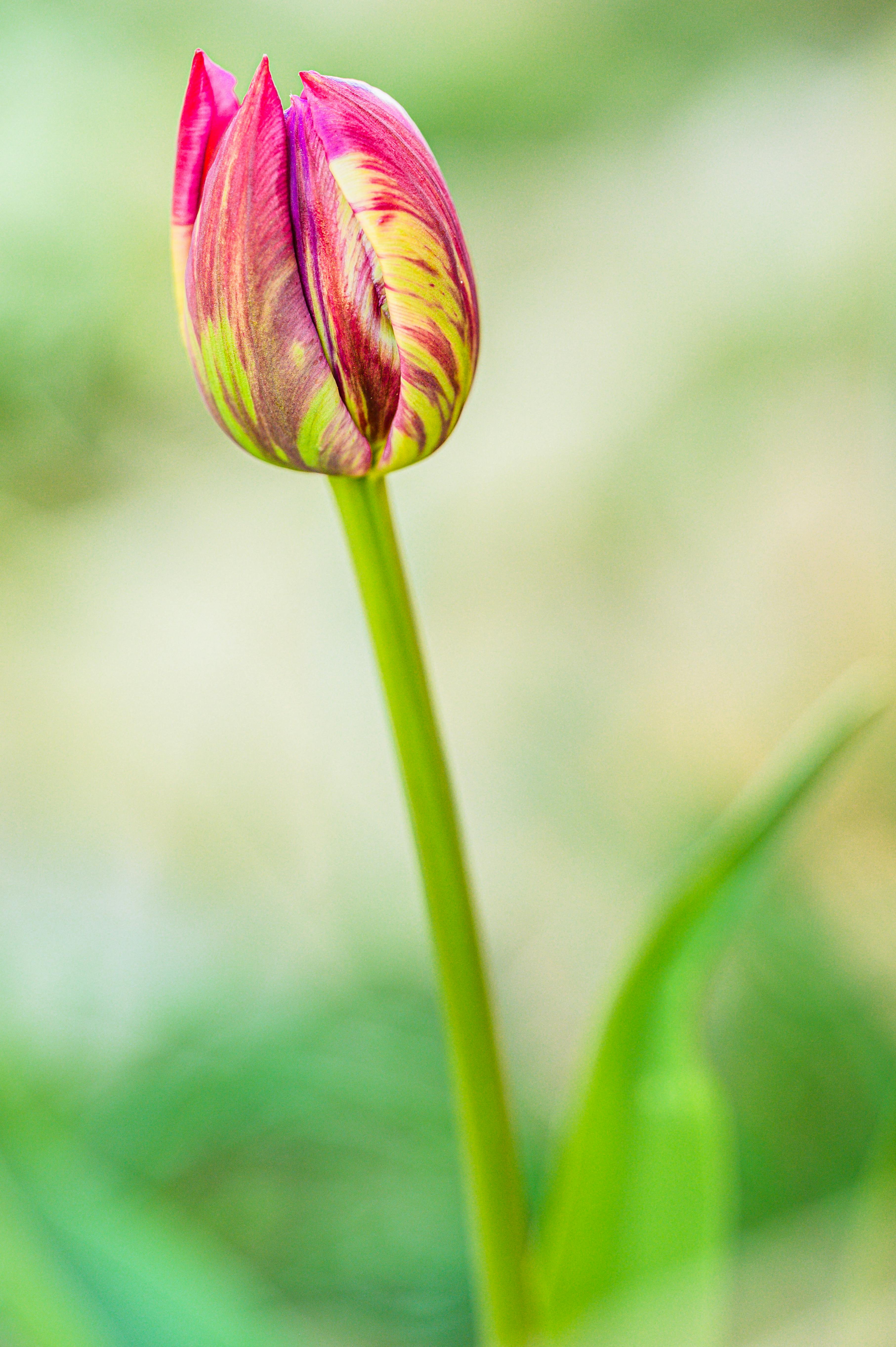 Close Up Shot of a Tulip · Free Stock Photo