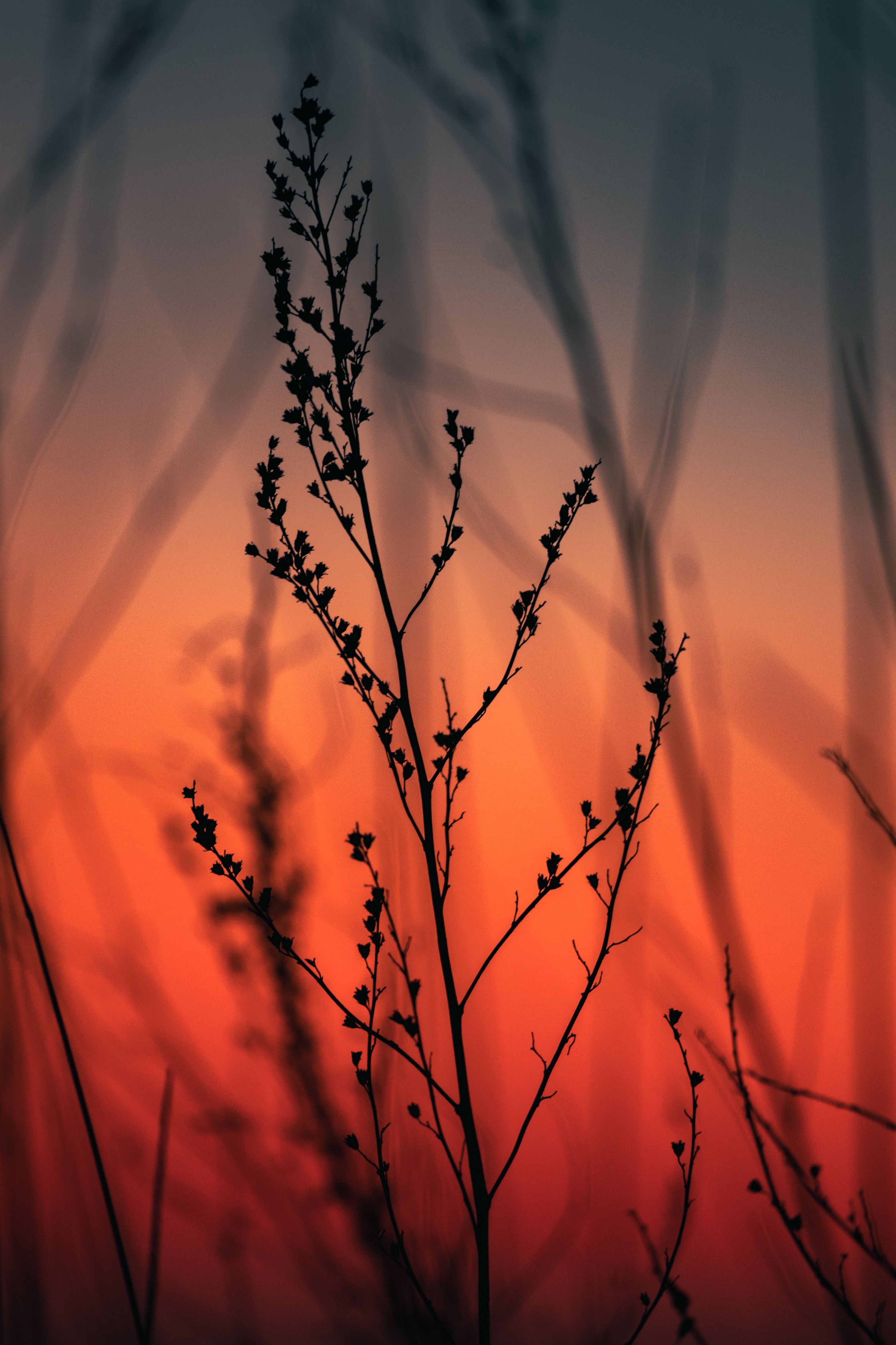 Dry Plant on Sunset Sky Background · Free Stock Photo