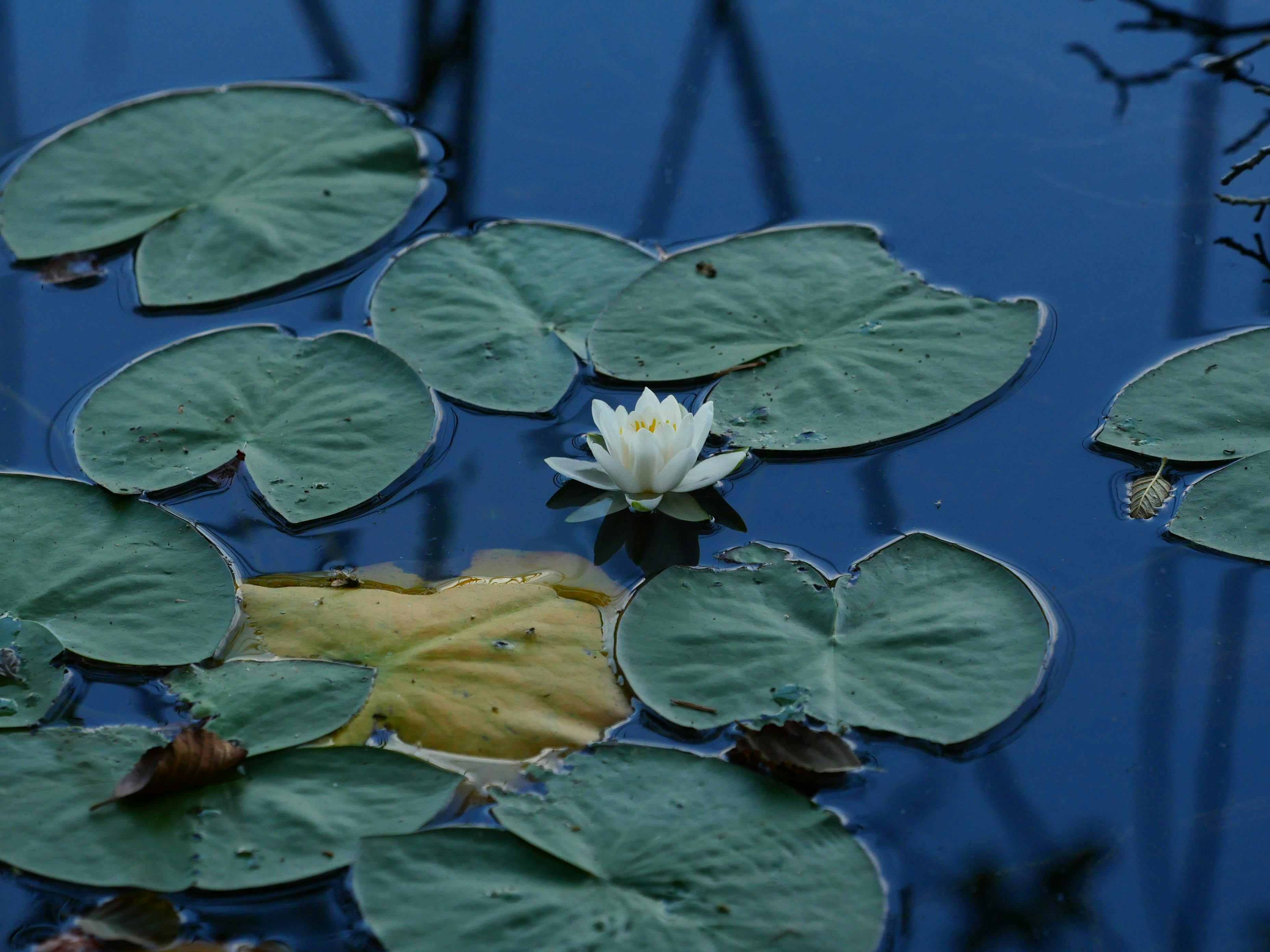 Lily Pads · Free Stock Photo