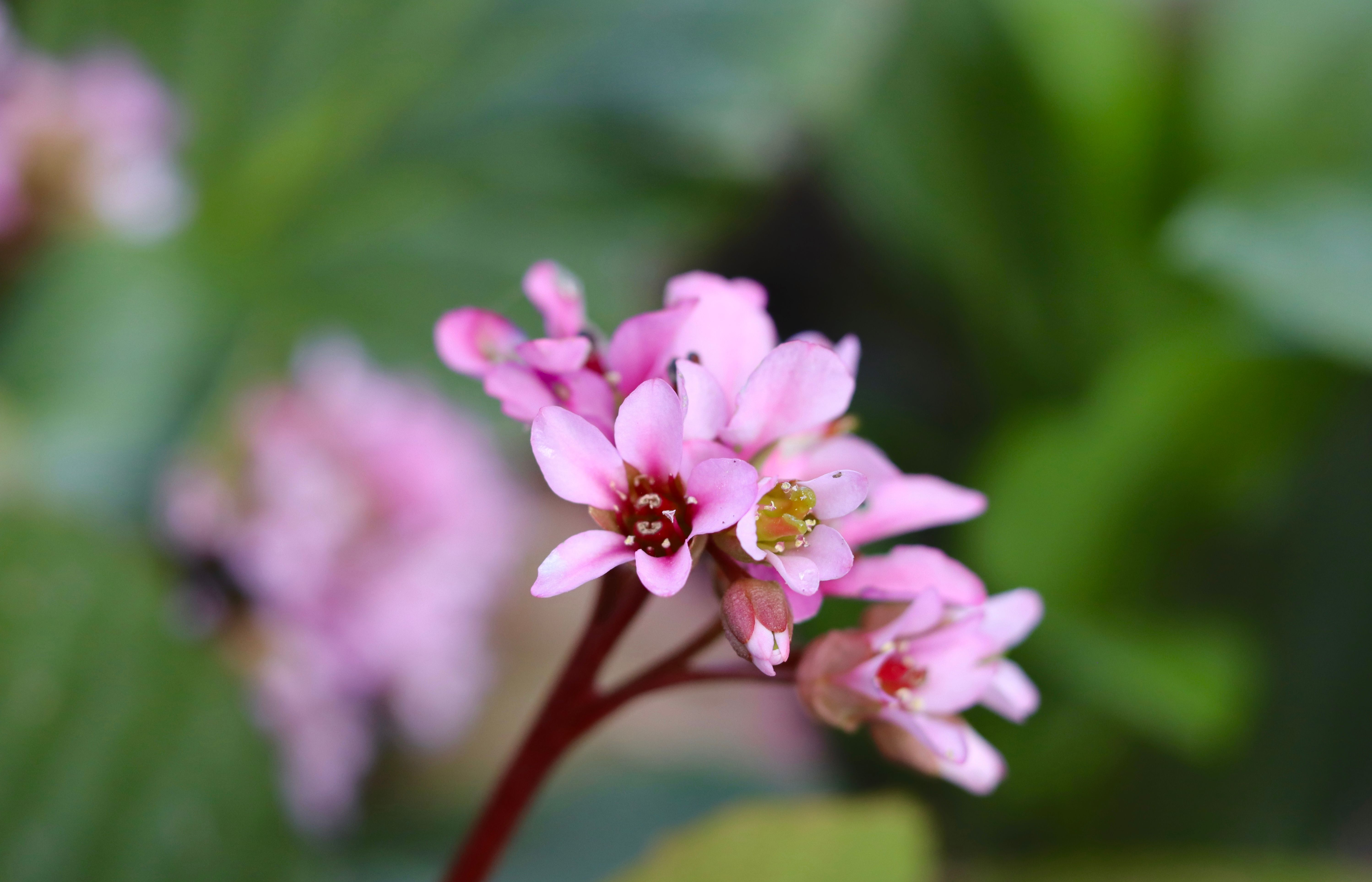 Close-up of Flowers · Free Stock Photo