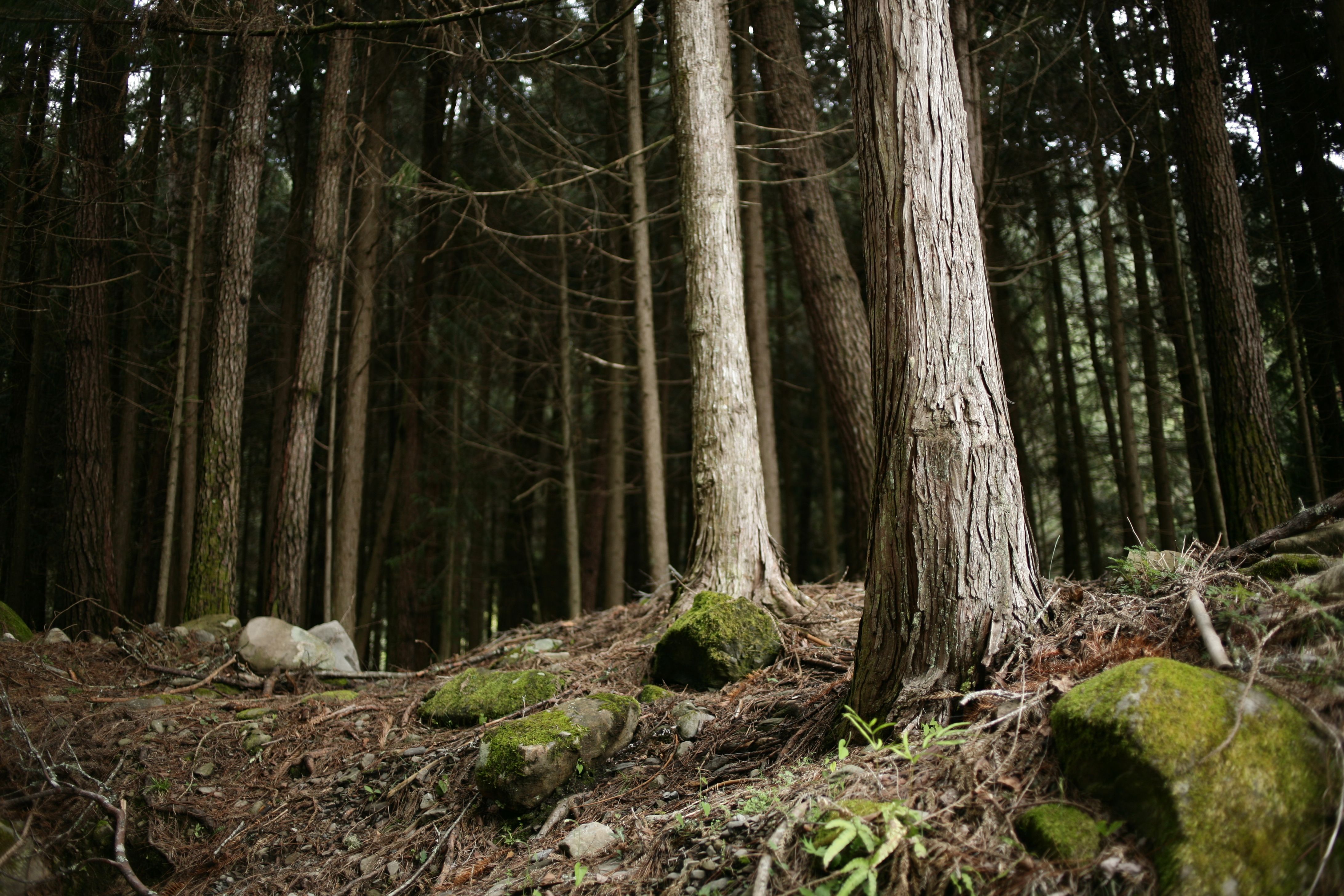 Tree Trunks in the Forest · Free Stock Photo