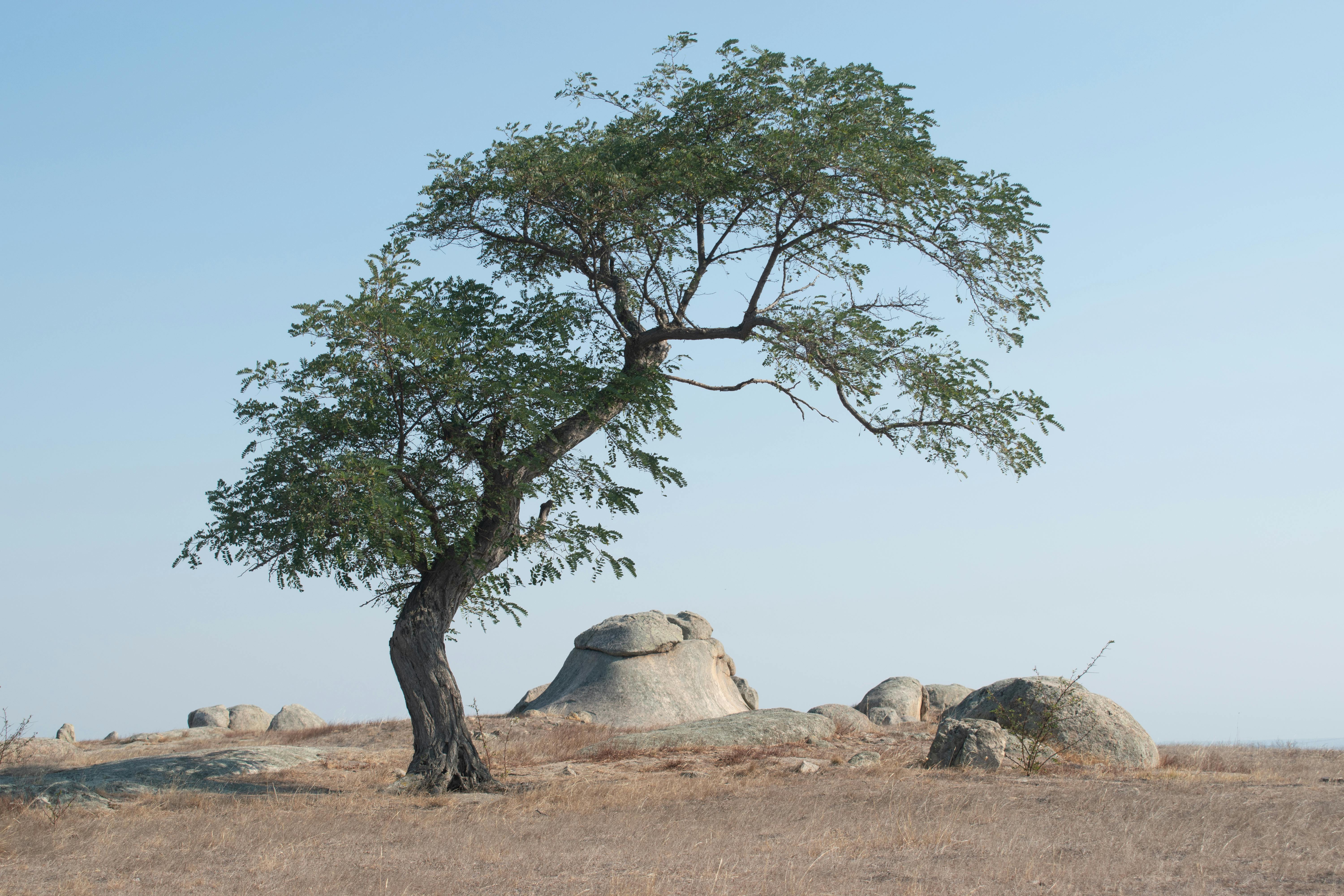Green Tree Beside Rock Formations · Free Stock Photo
