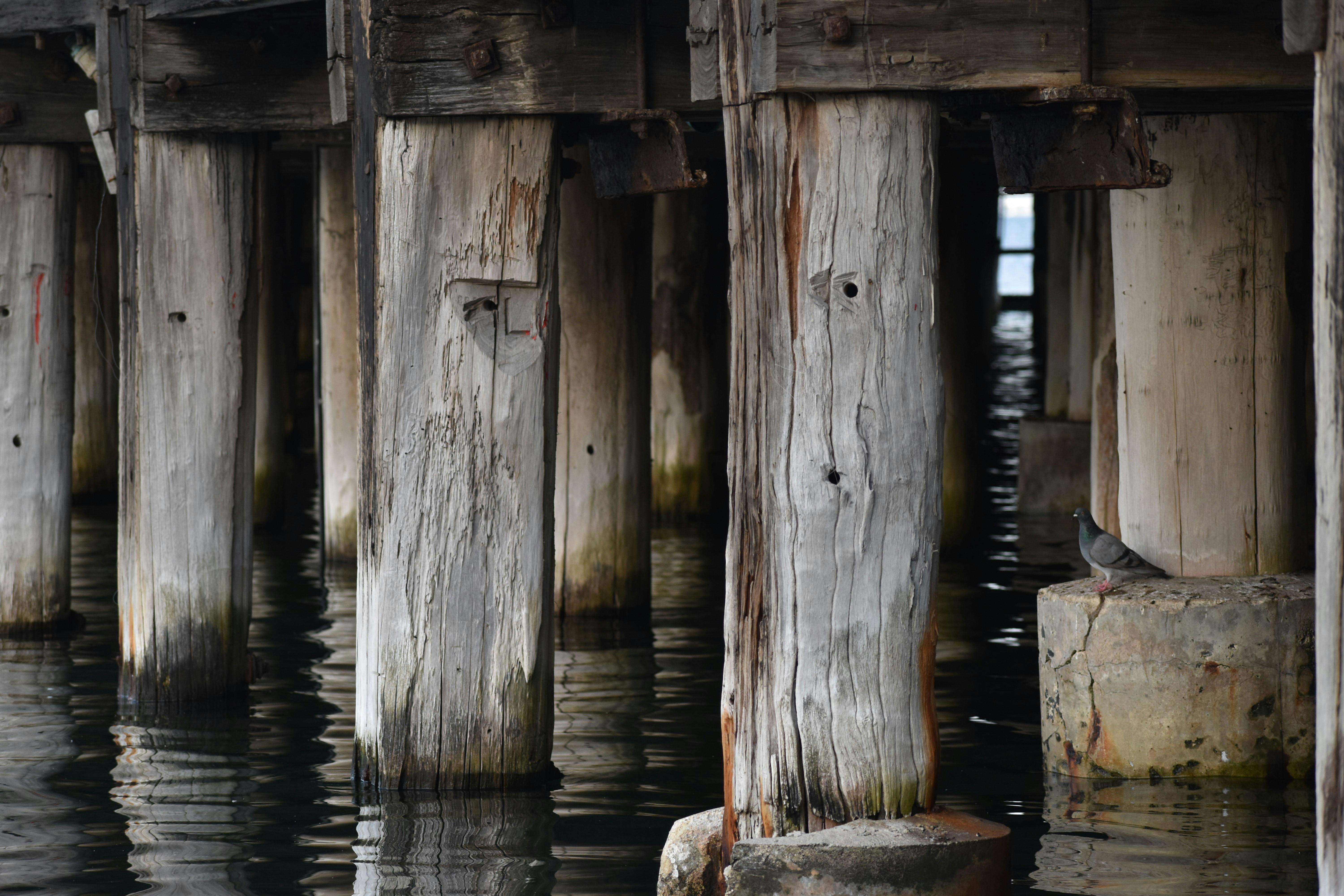 Wooden Pier Support Beams · Free Stock Photo