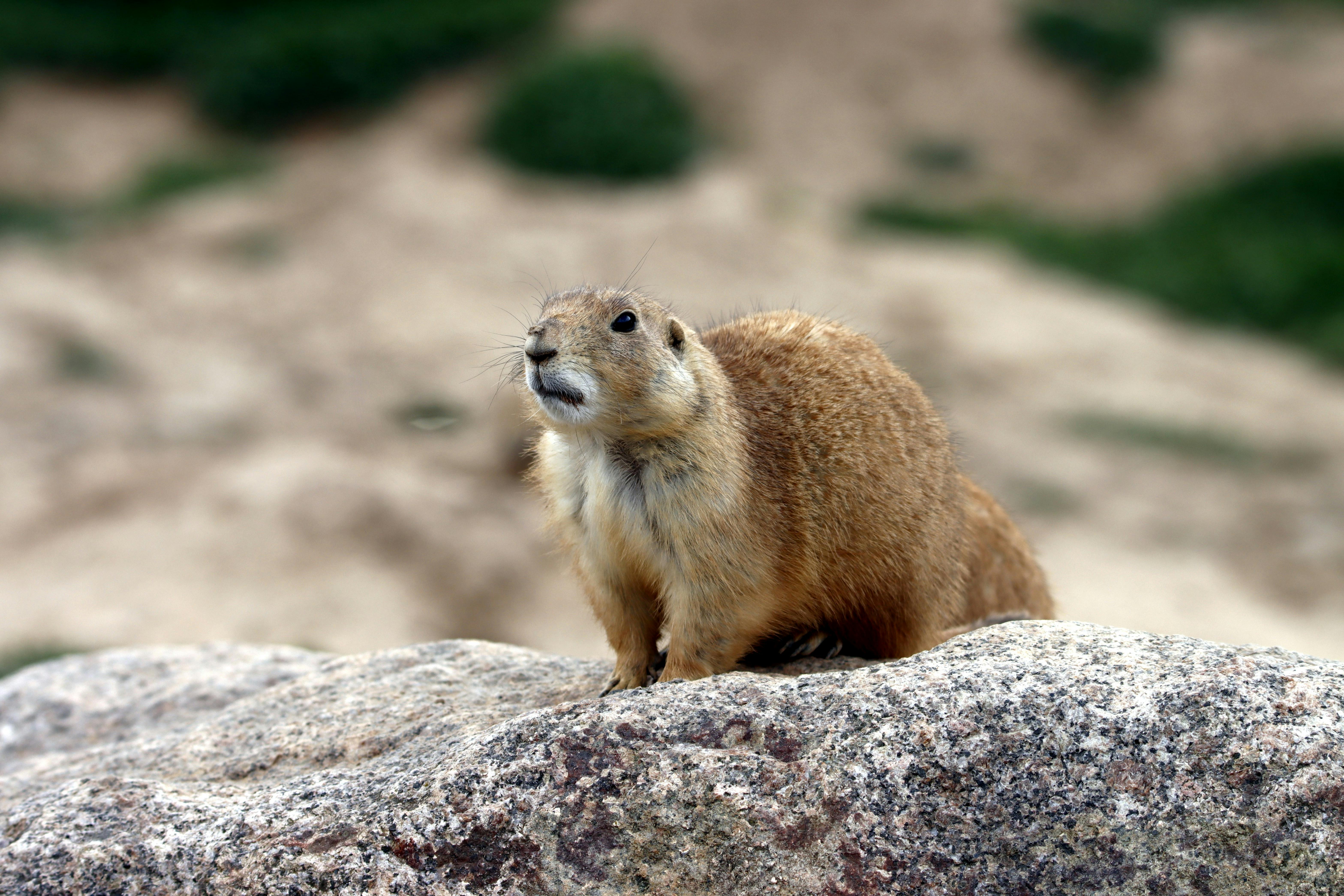 A Brown Rodent · Free Stock Photo