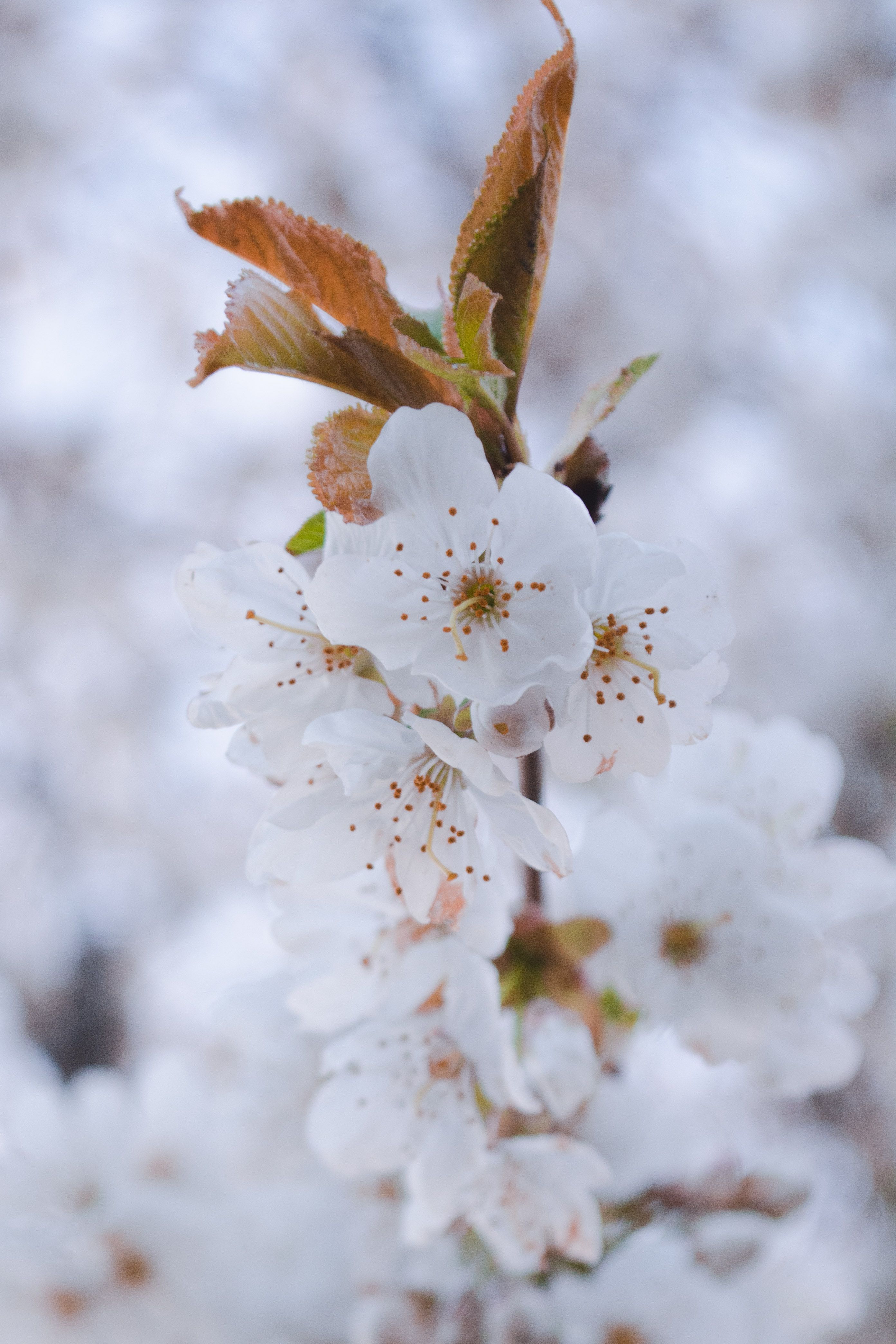 White Flowers in Close Up Photography · Free Stock Photo