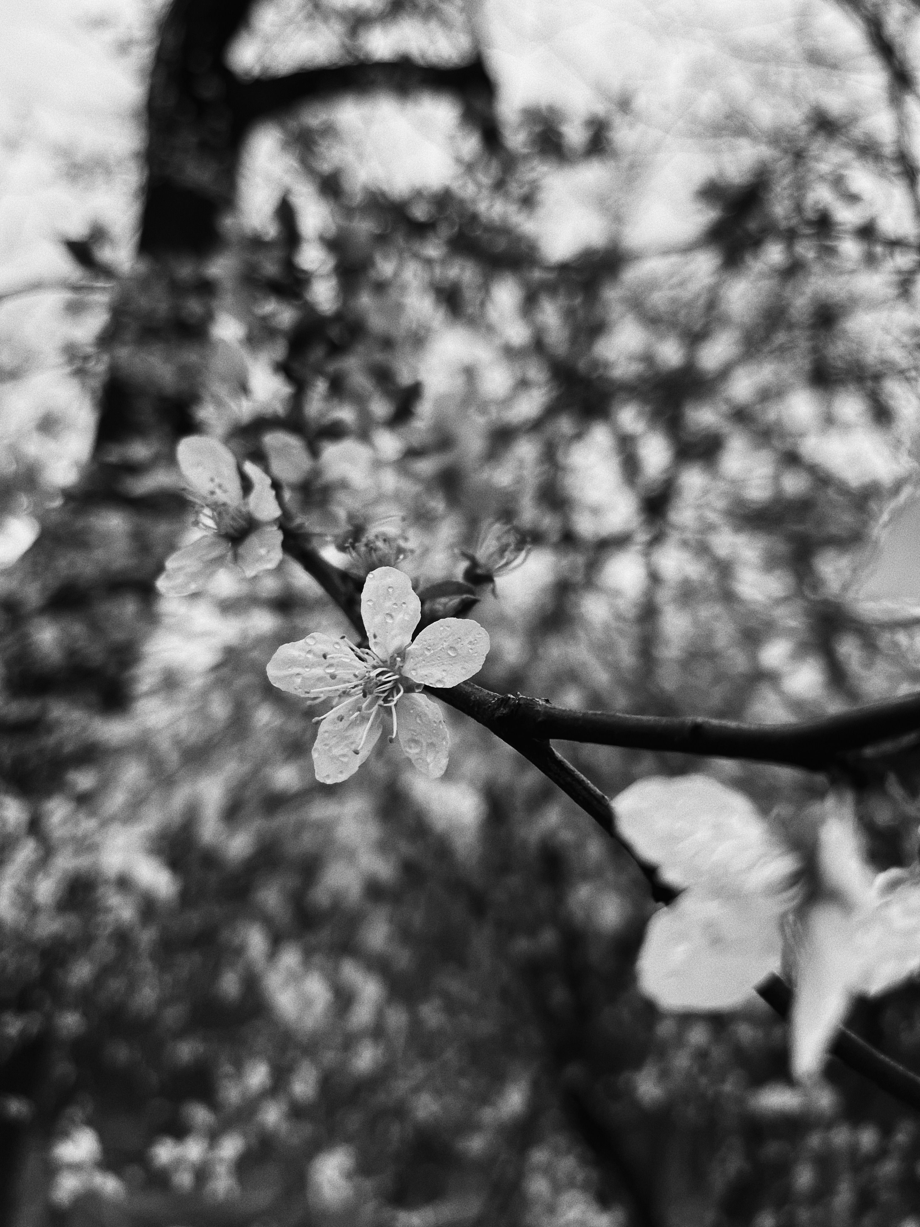 Grayscale Photo of Flowers in Bloom · Free Stock Photo