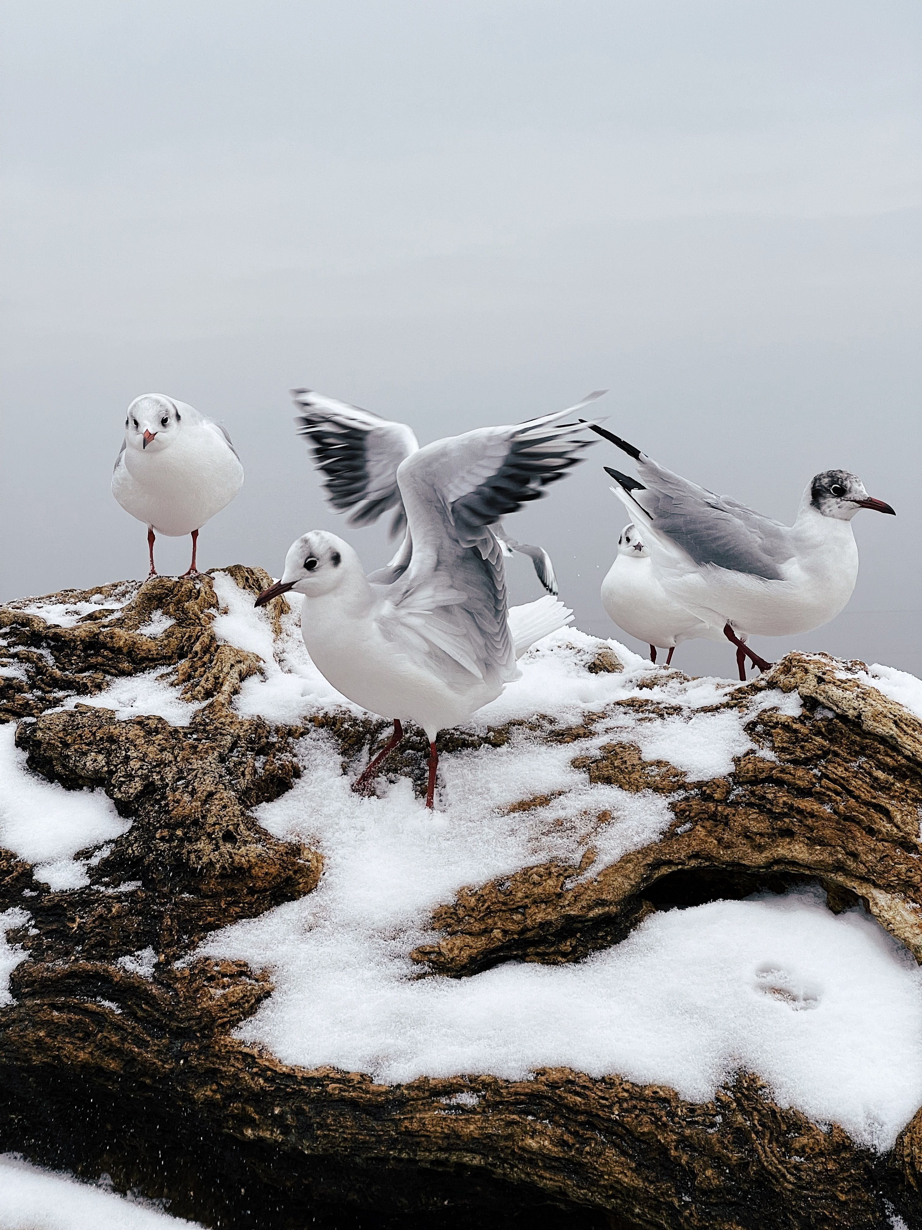 99,090+ Best Free Birds in winter Stock Photos & Images · 100% Royalty ...