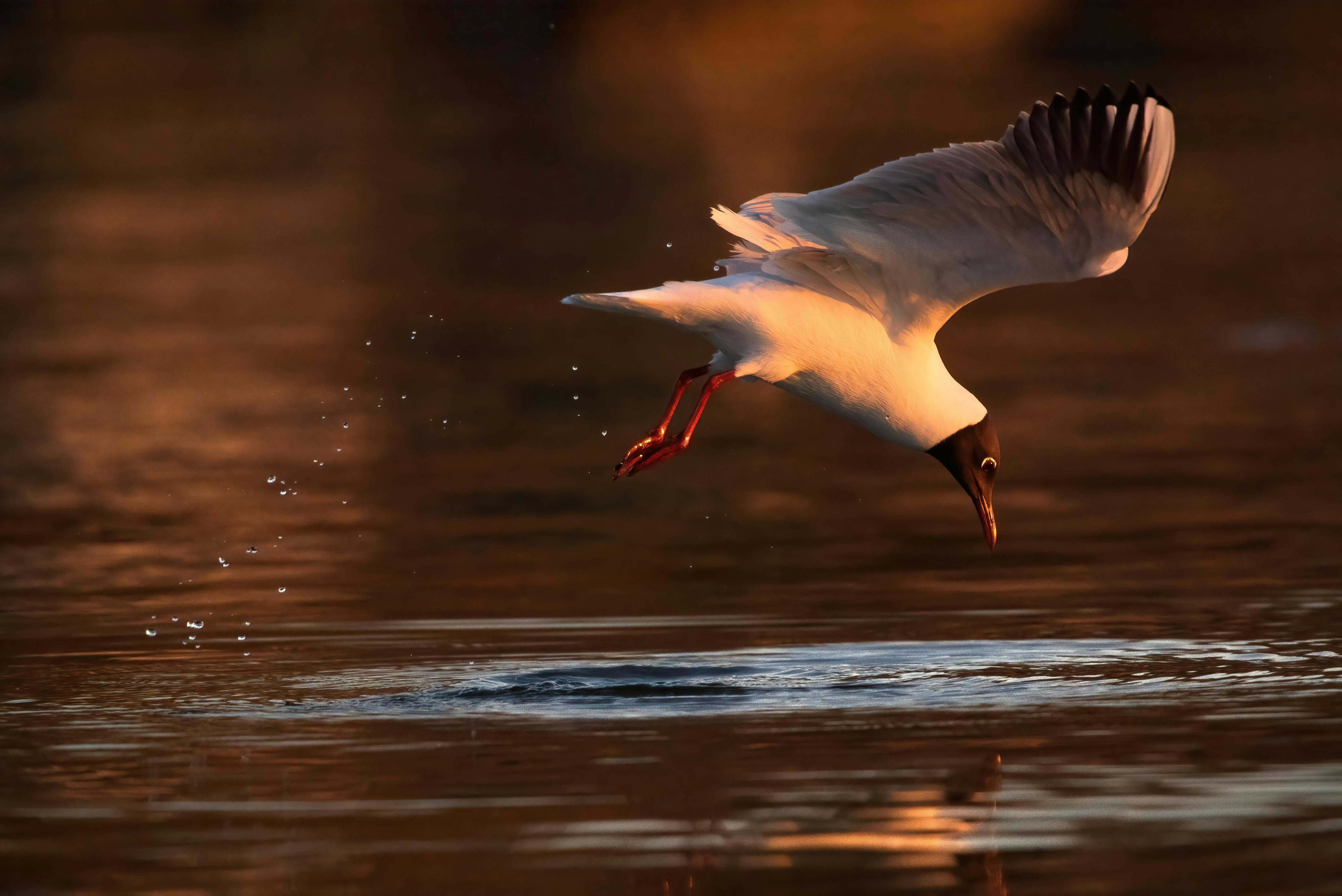 134,812+ Best Free Bird photography Stock Photos & Images · 100% ...