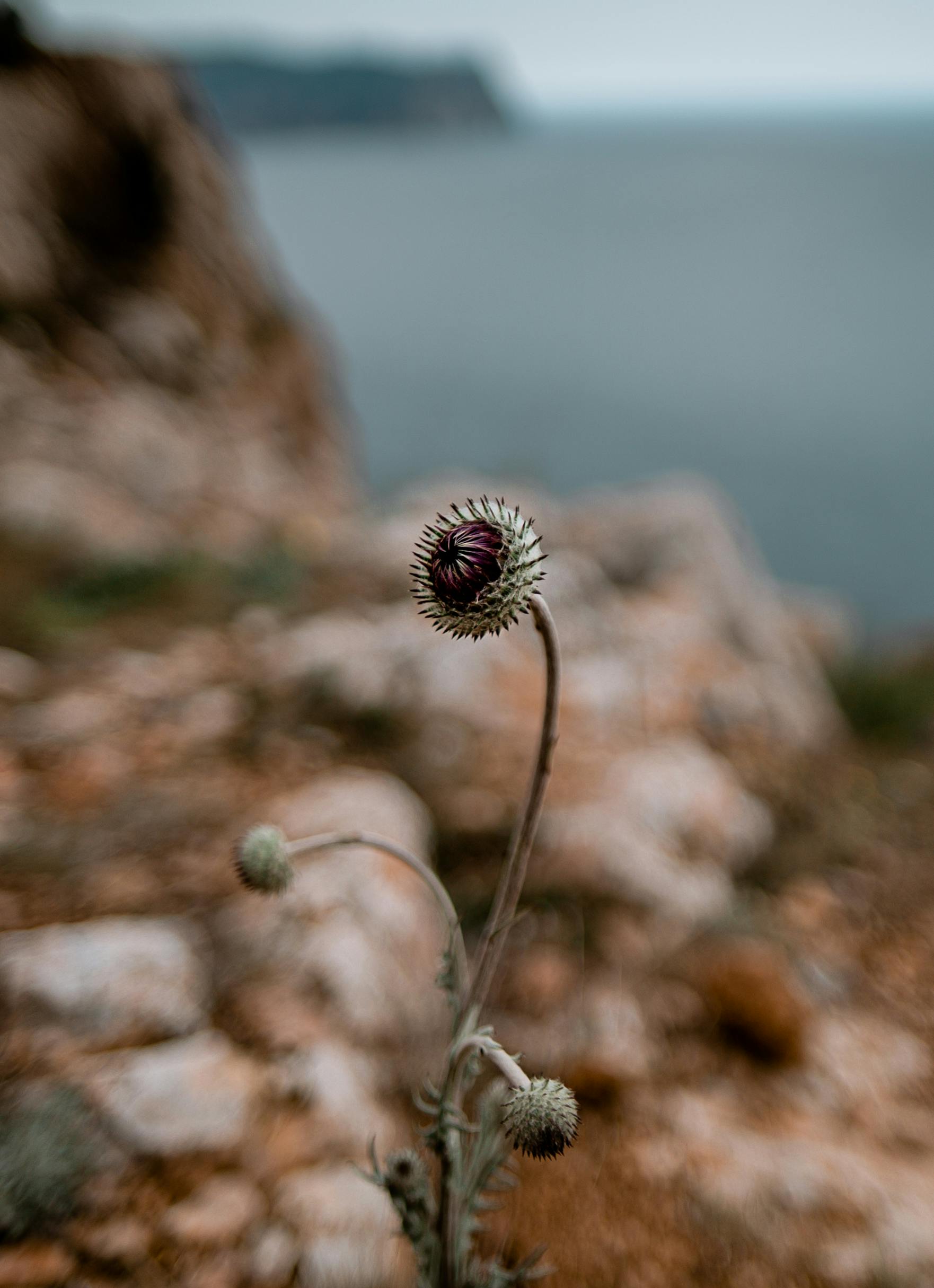 Thistle Growing in Seaside · Free Stock Photo