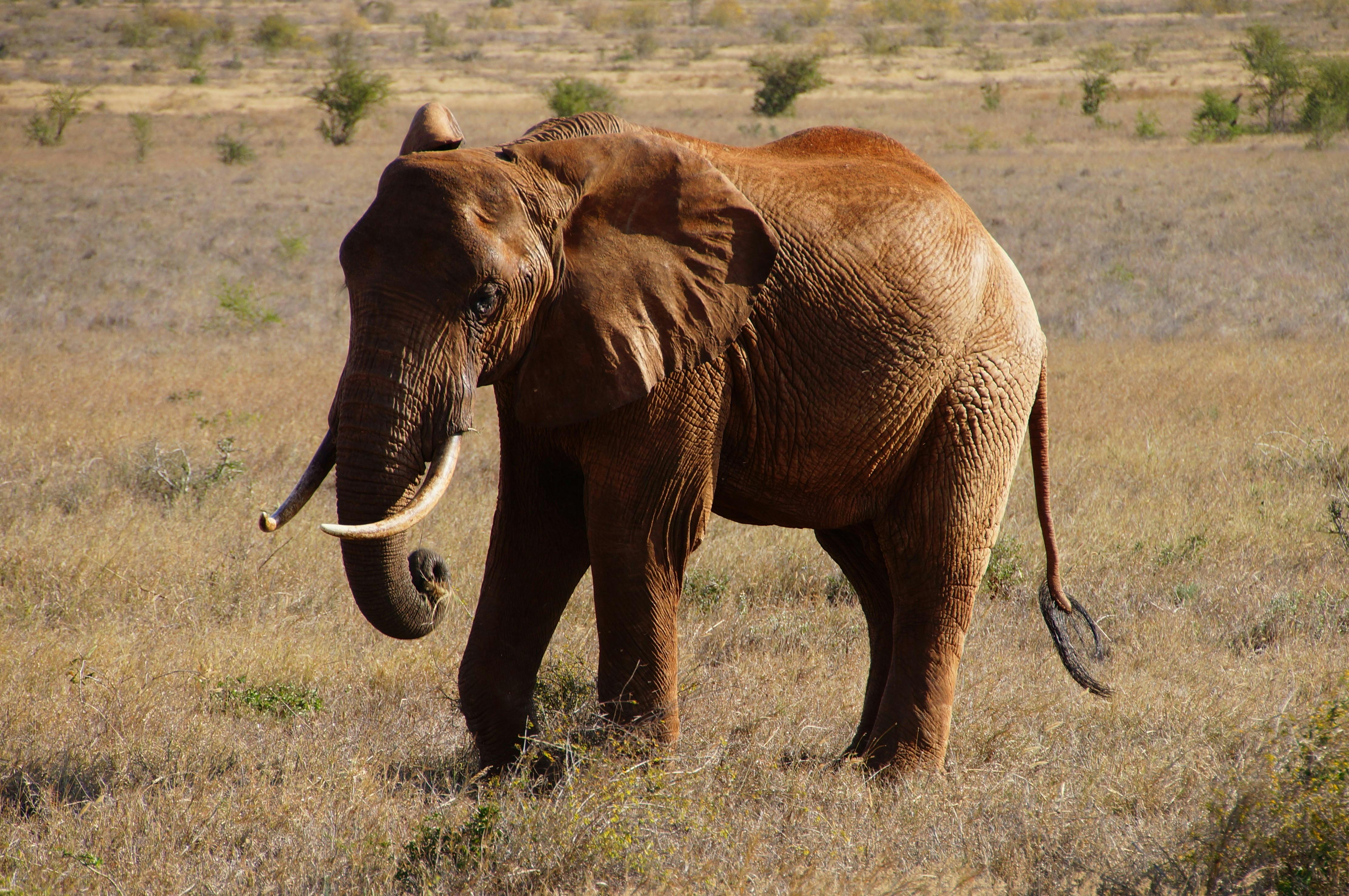 Brown Elephant on Brown Grass Field · Free Stock Photo