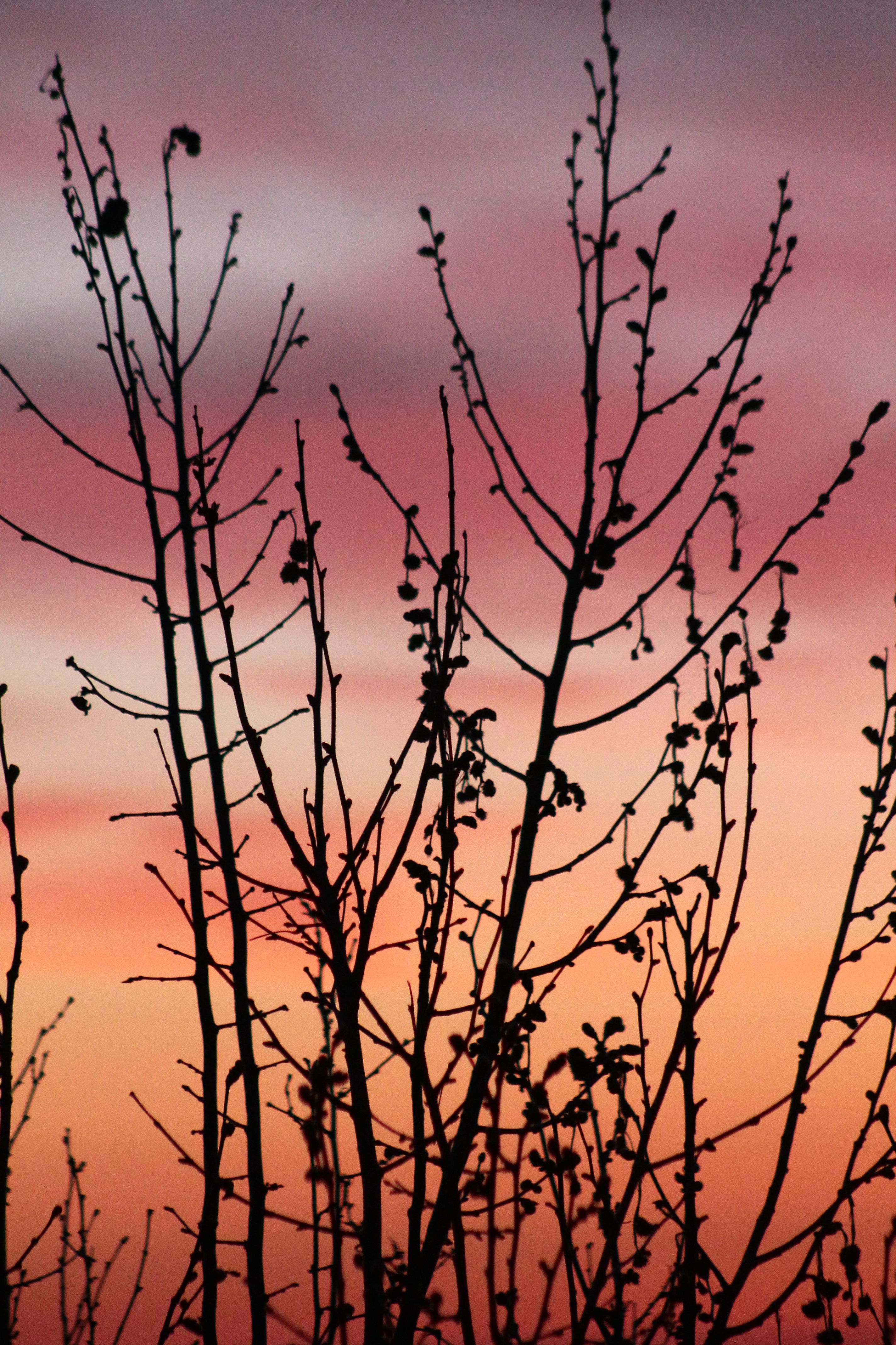 Multiple Branches Photos, Download The BEST Free Multiple Branches ...