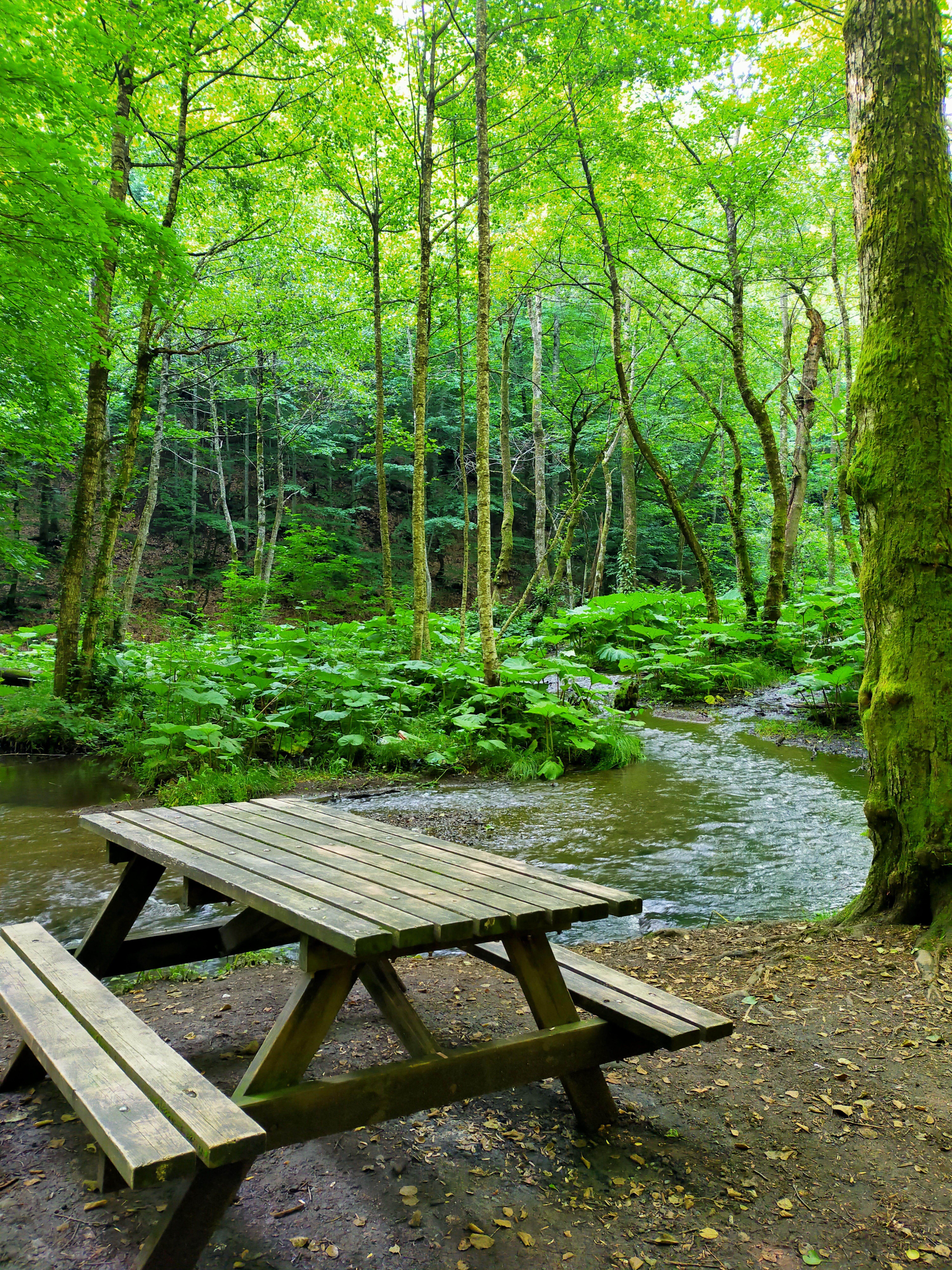 Brown Wooden Picnic Table Near River · Free Stock Photo