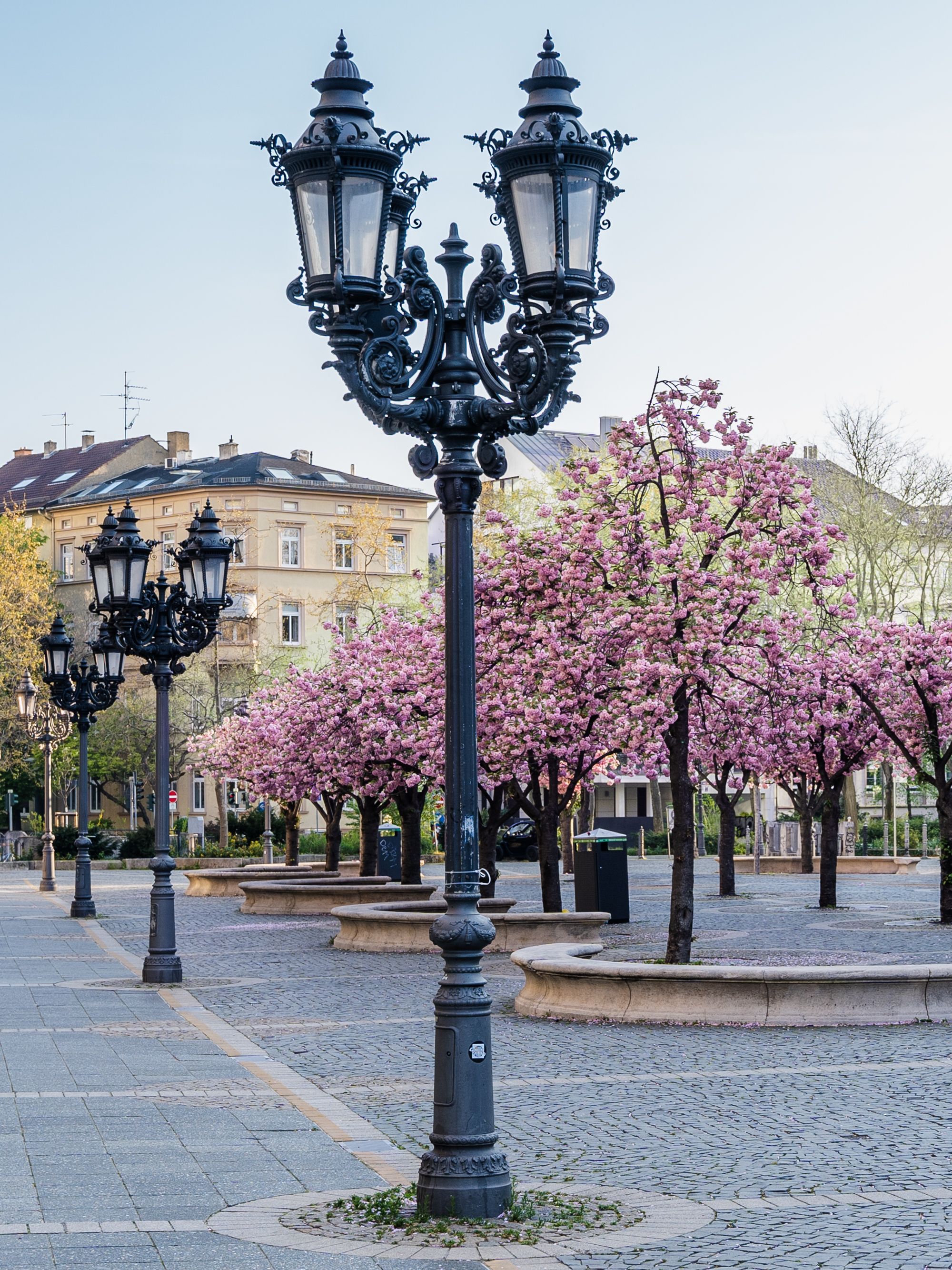 A Park with Street Lamps and Cherry Blossoms in Bloom · Free Stock Photo