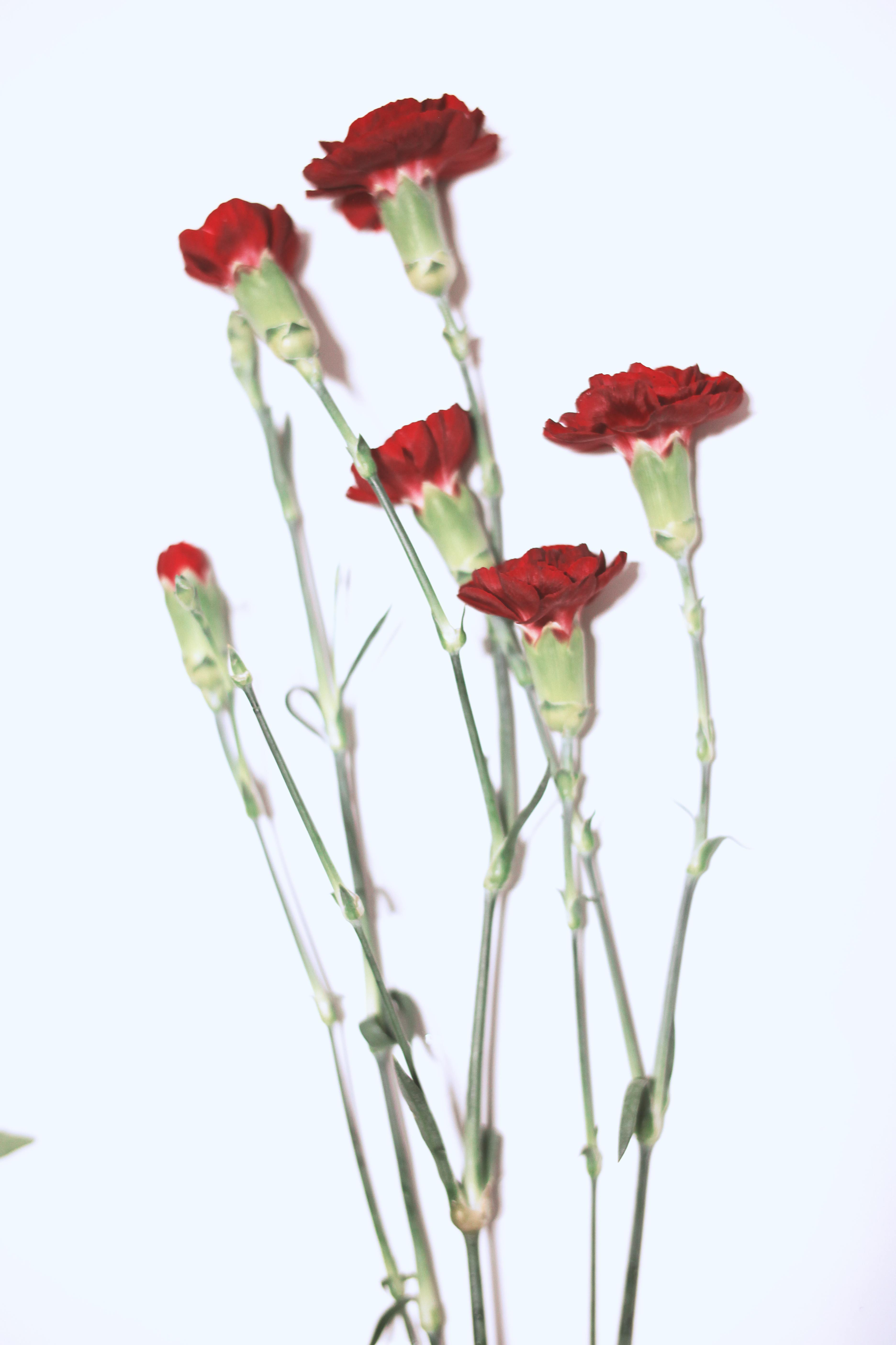 Close-Up Shot of a Carnation · Free Stock Photo