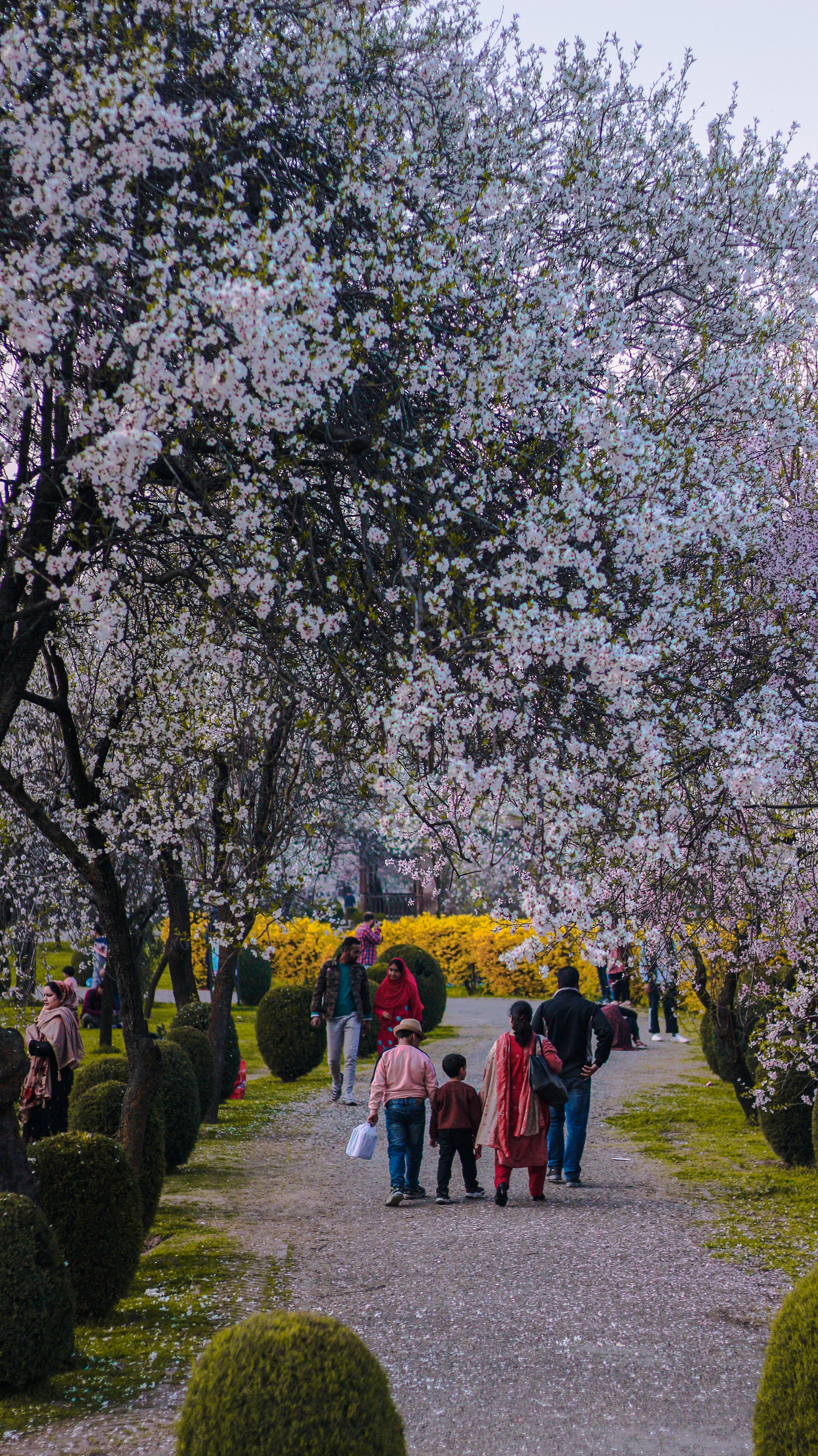 A Cherry Blossom Tree at a Park · Free Stock Photo