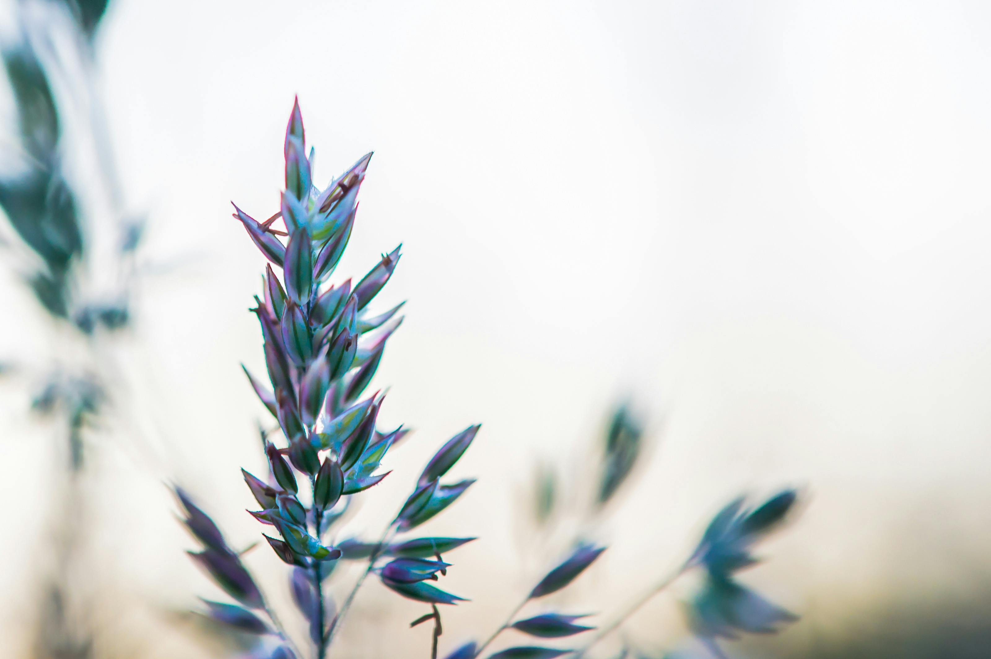 Selective Focus Photography Of Plant · Free Stock Photo