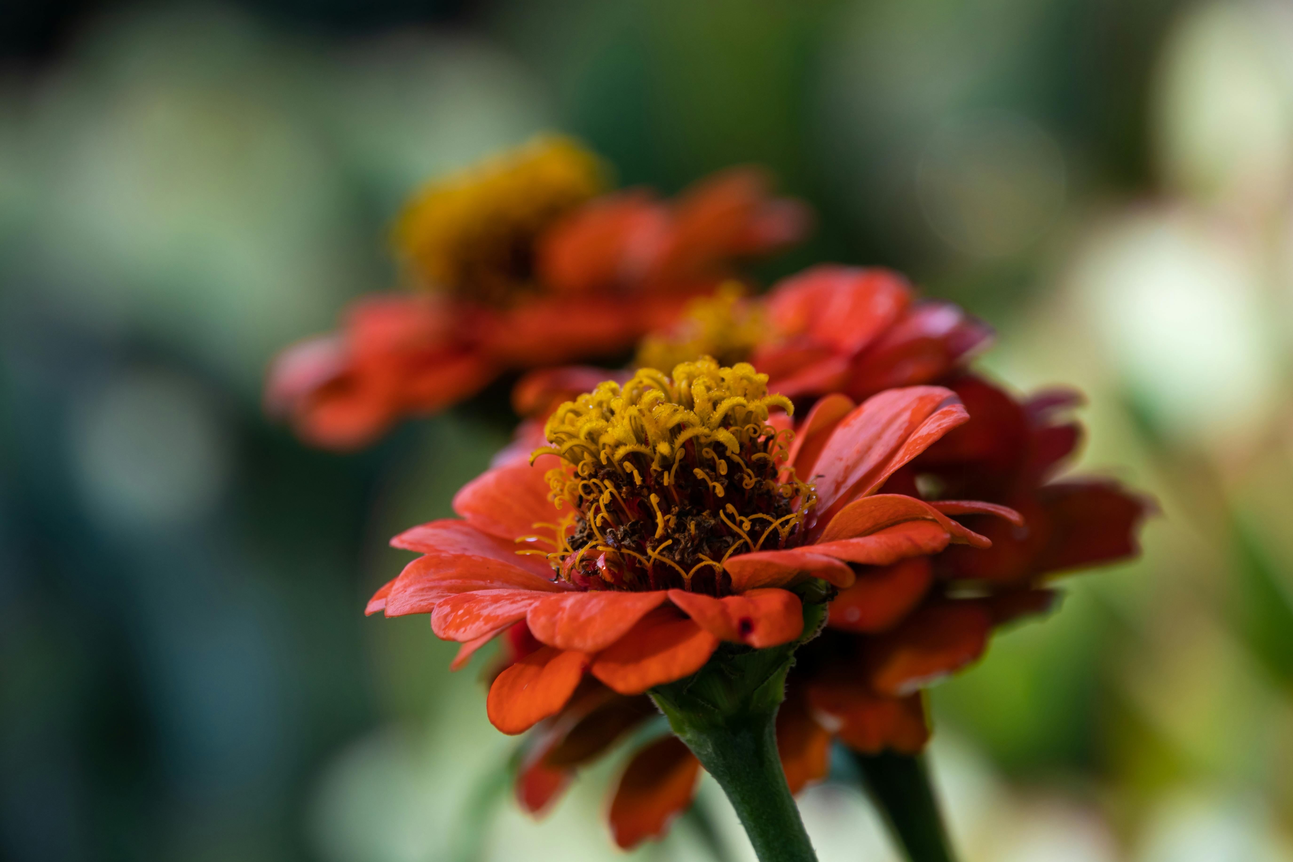 Zinnia Flowers in Bloom · Free Stock Photo