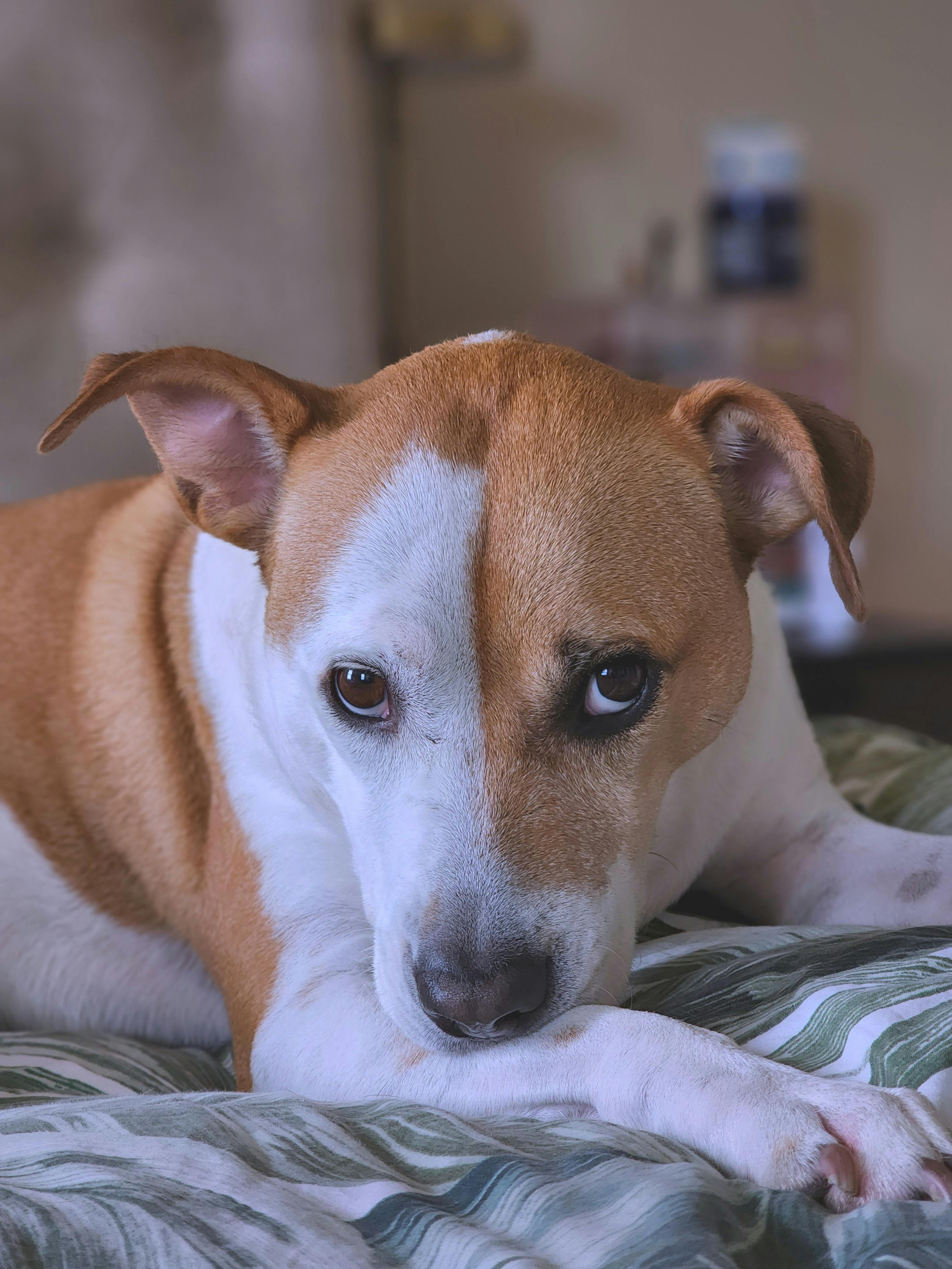 Brown and White Short Coat Dog Lying on Bed · Free Stock Photo
