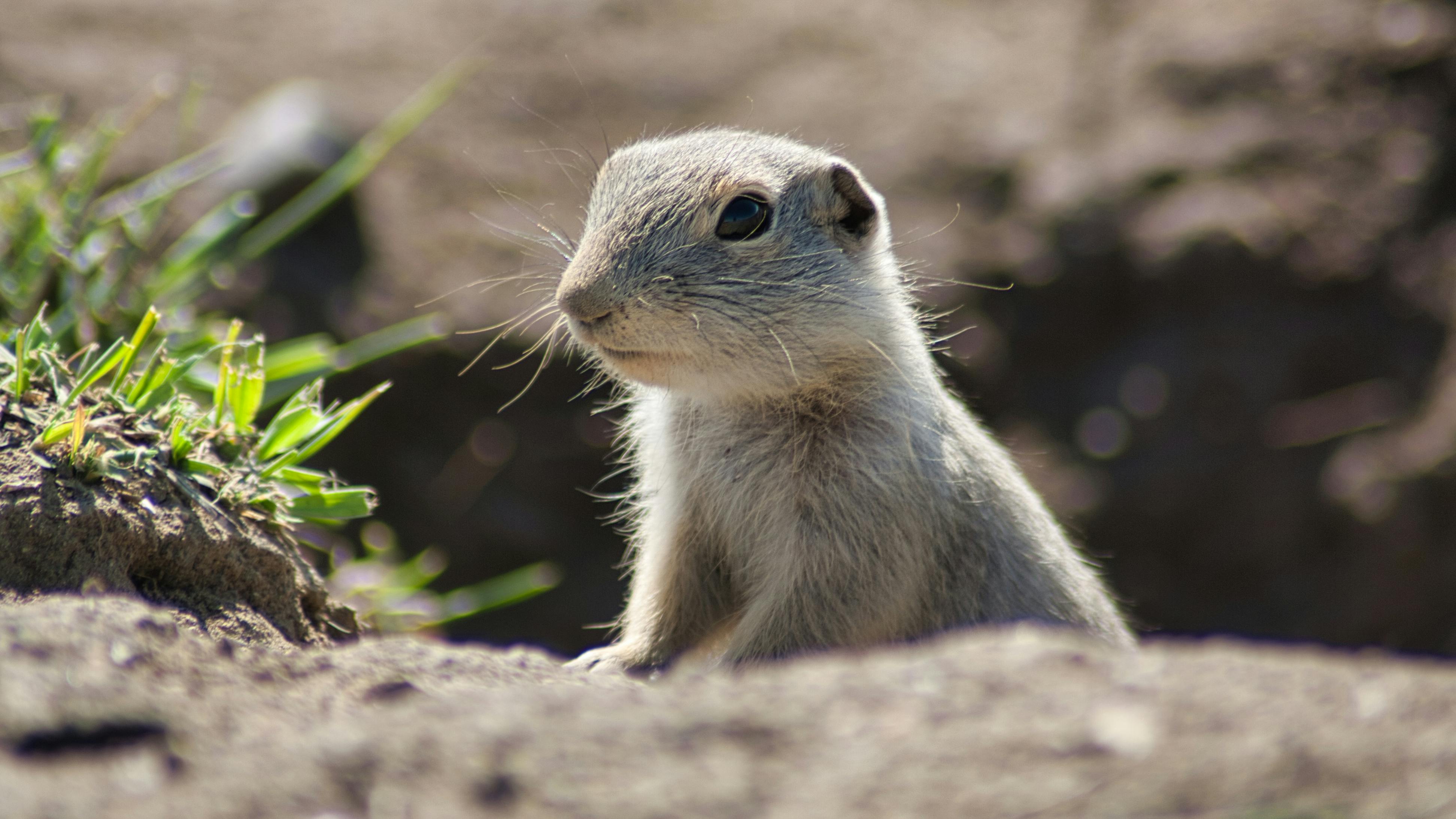 Brown and Black Rodent on Brown Soil · Free Stock Photo