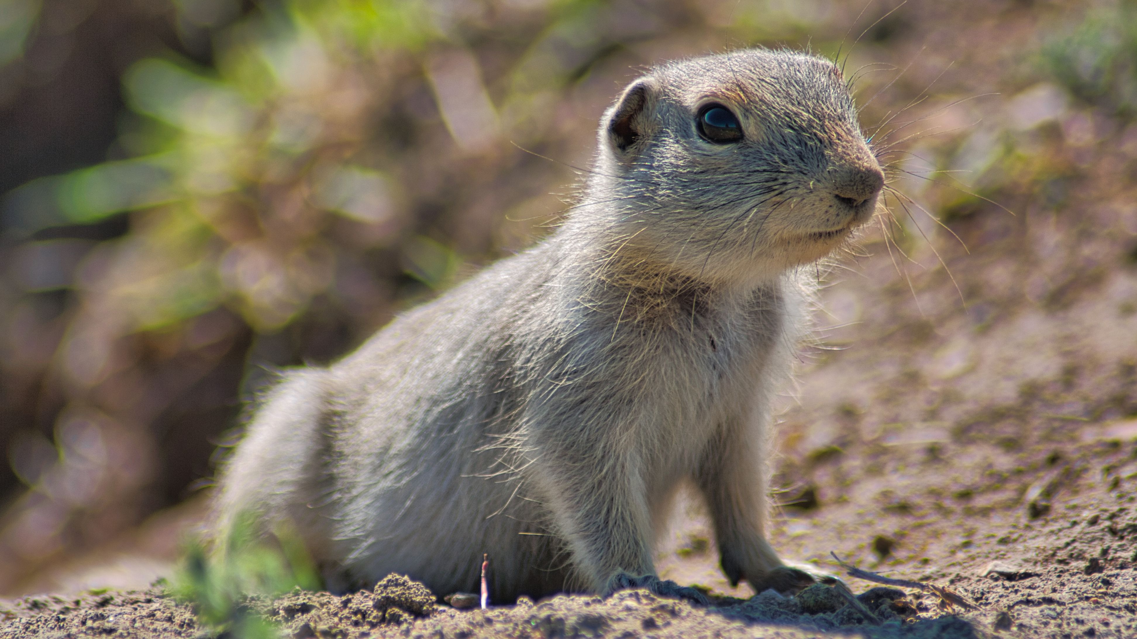 Close Up Photo of Ground Squirrel · Free Stock Photo