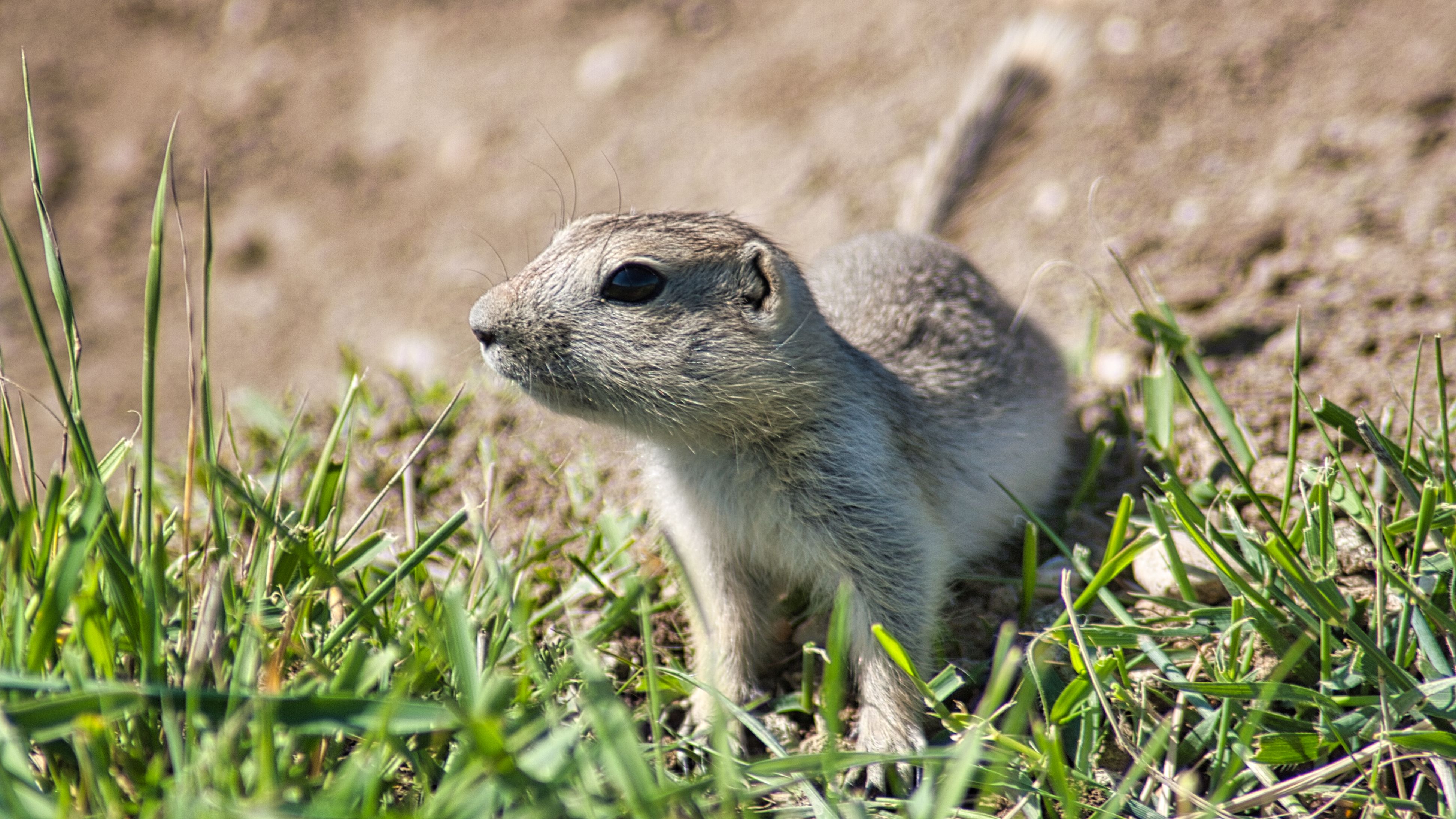 Brown and White Rodent on Green Grass · Free Stock Photo