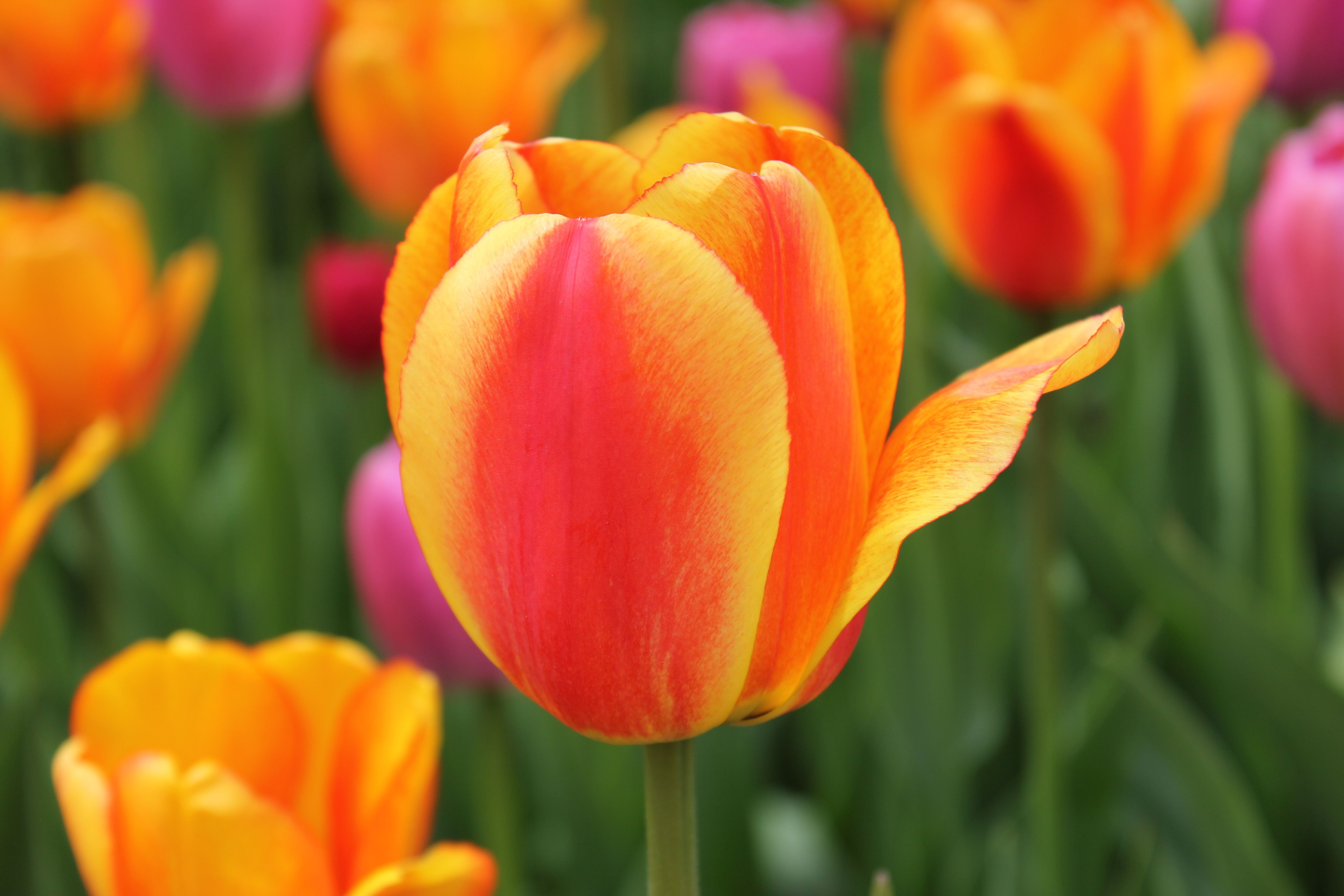 Close Up Photo of a Tulip · Free Stock Photo