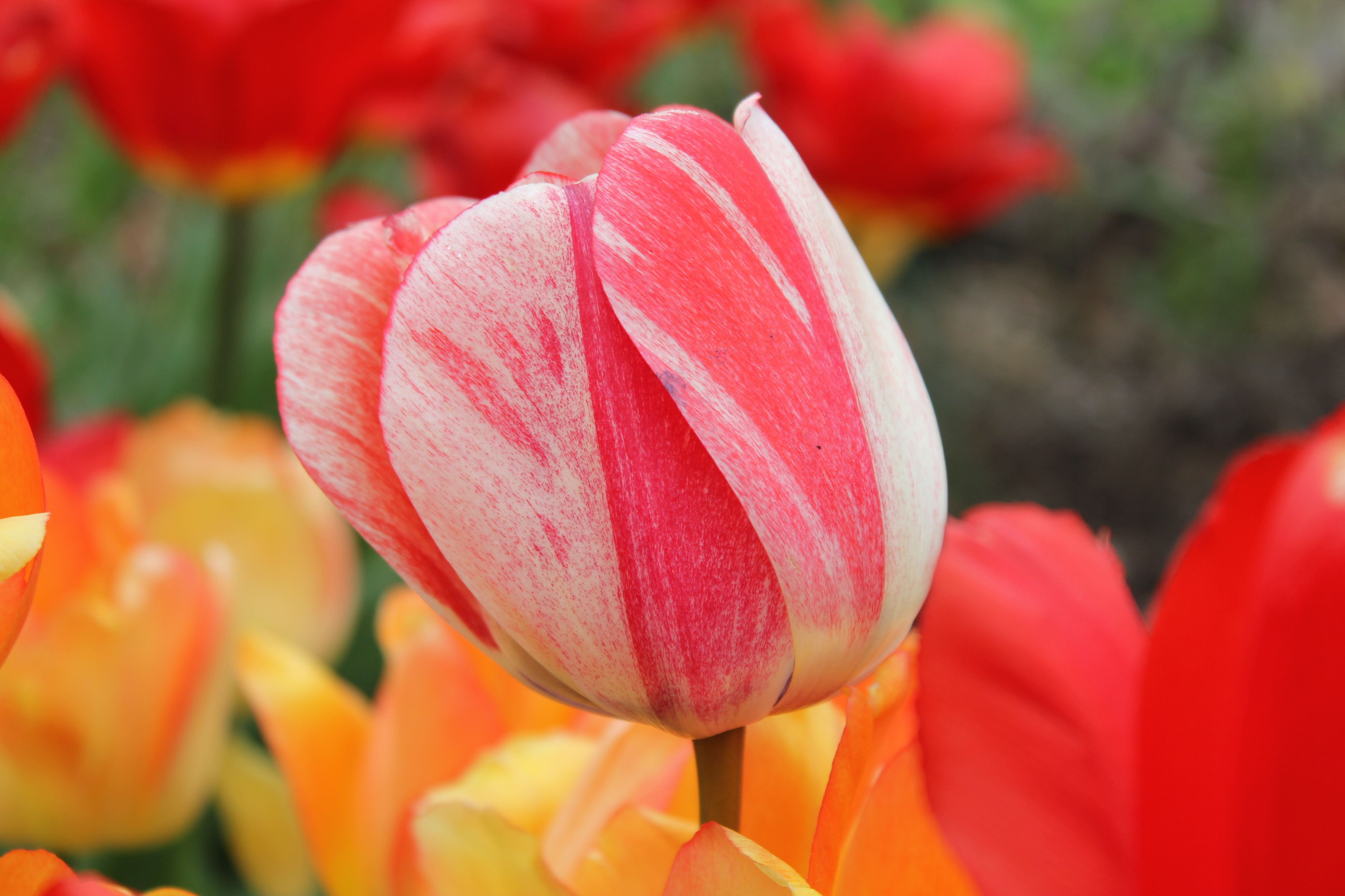 Unfolded Red Flower of Tulip · Free Stock Photo