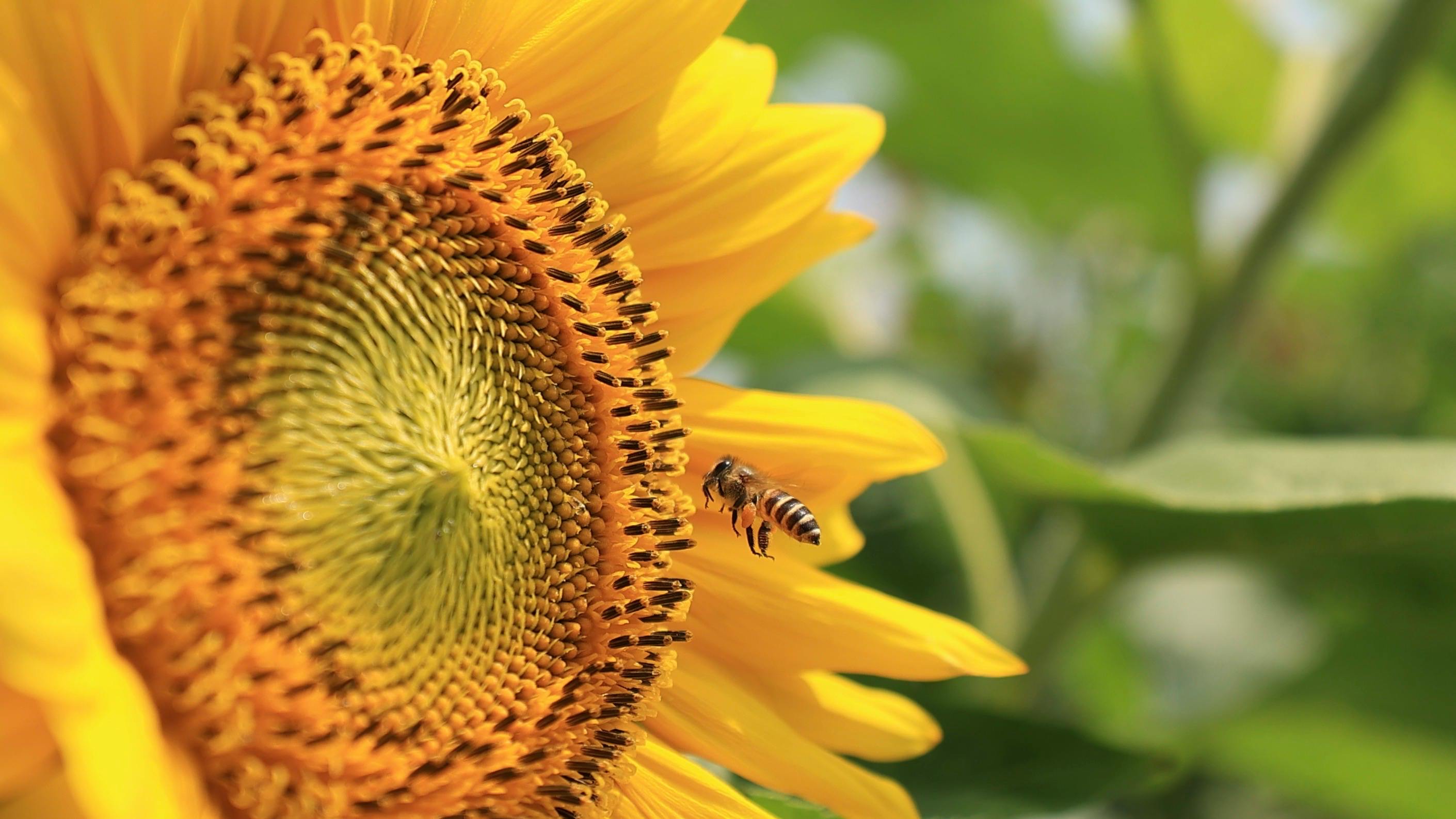 Honey Bee Flying Near the Yellow Sunflower · Free Stock Photo