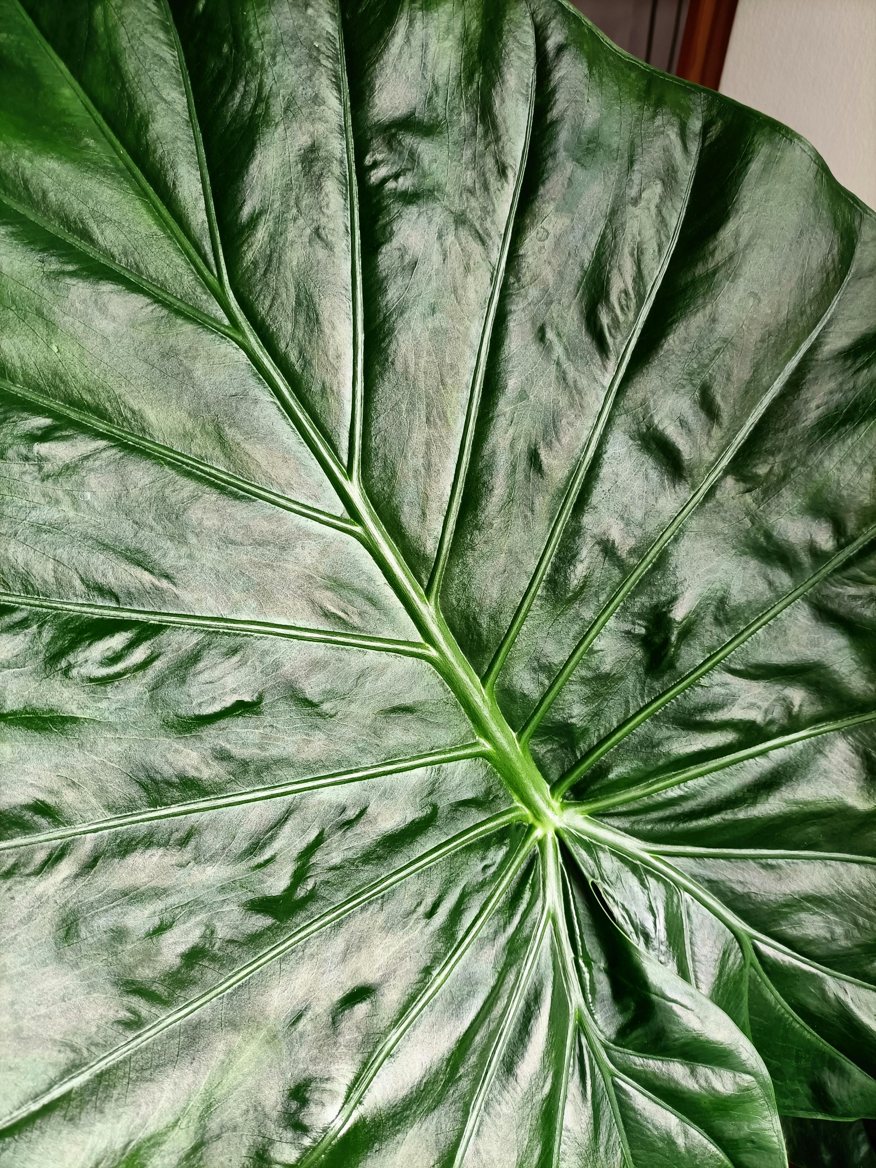 Alexandra Martinez - Fotografía