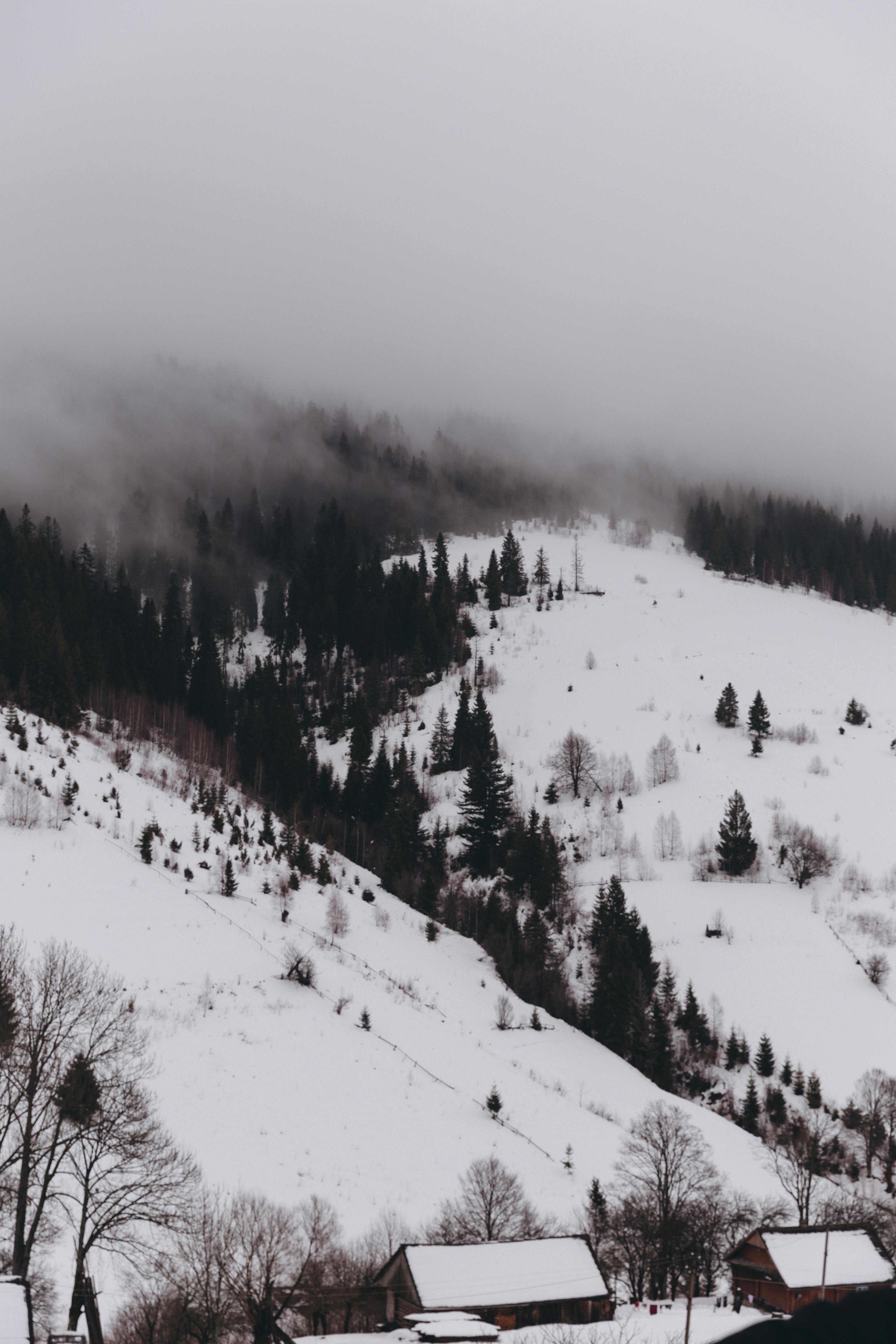 Tall Trees on Snow Covered Mountain · Free Stock Photo