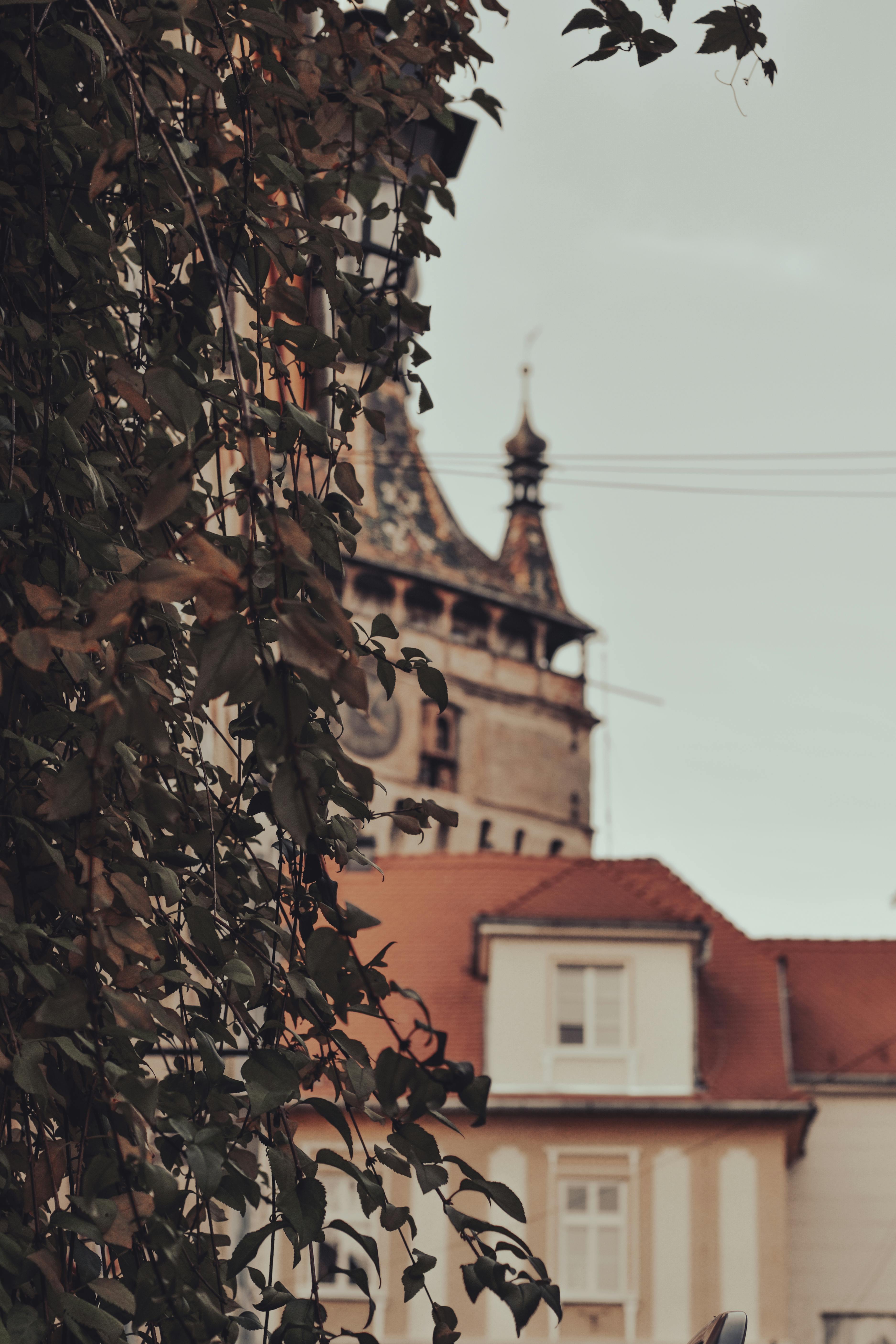 Building With Vines Photos, Download The BEST Free Building With Vines ...