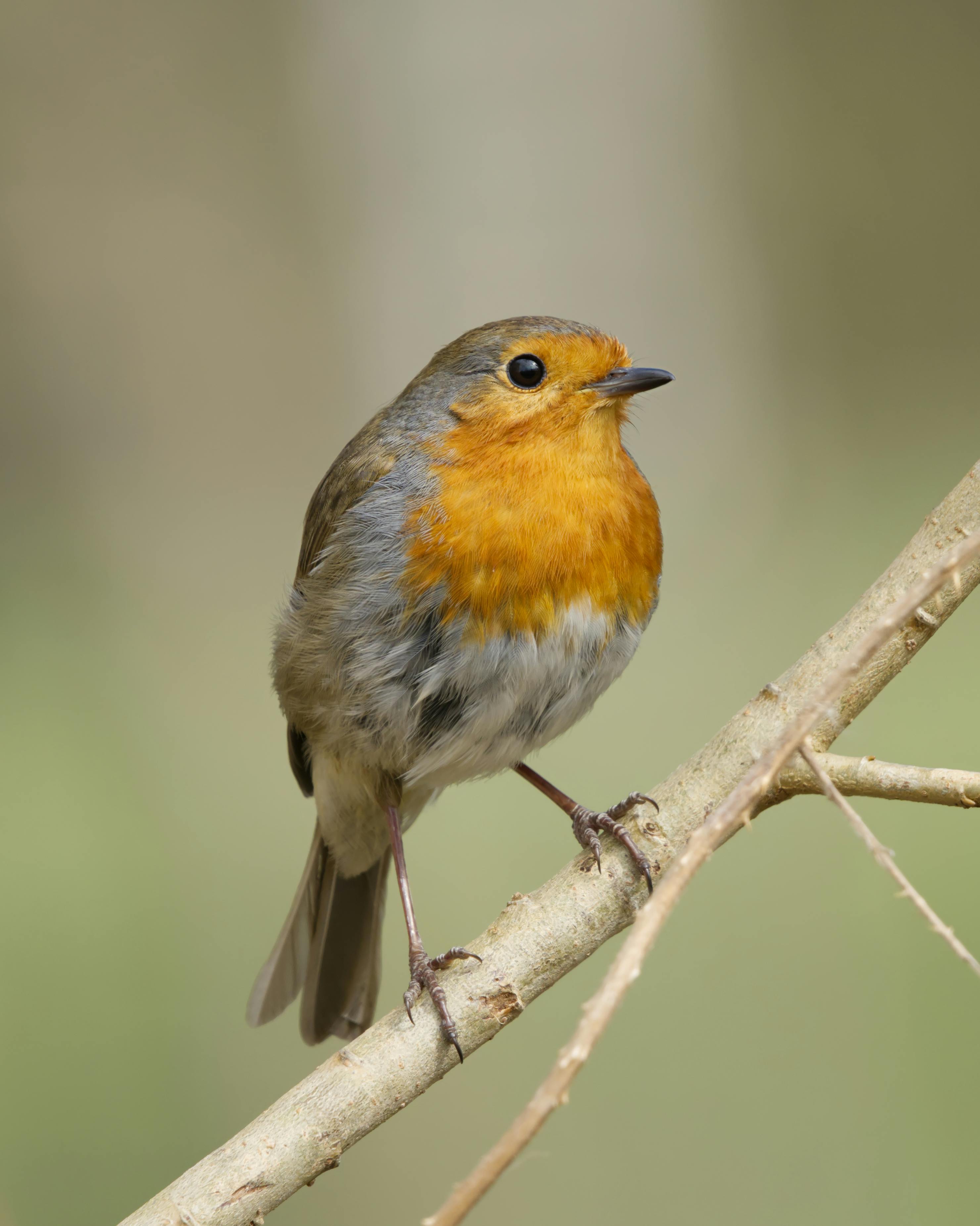 469+ Best Free Robin Stock Photos & Images · 100% Royalty-Free HD Downloads