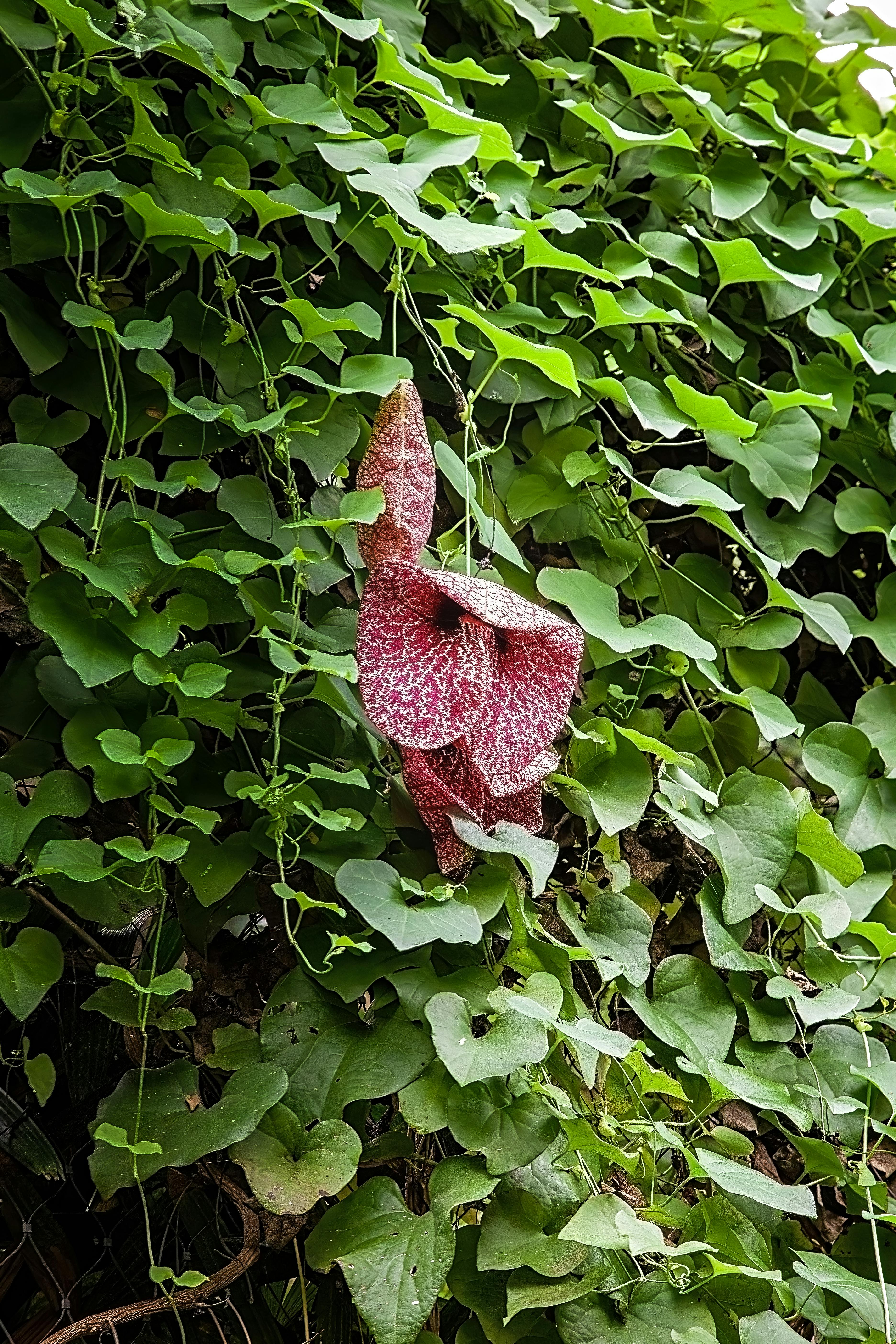 Dutchmans Pipe in Summer · Free Stock Photo