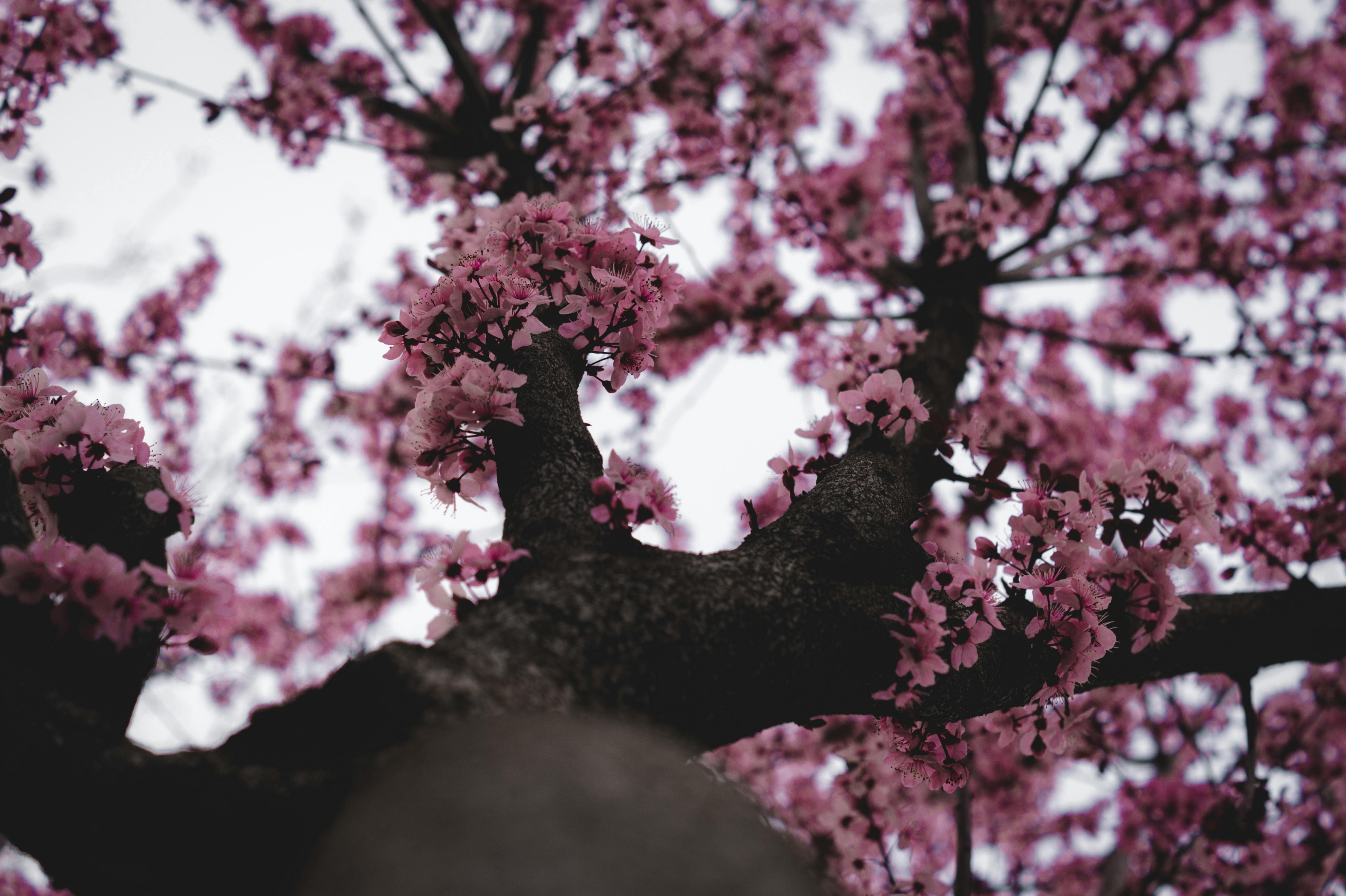 Close Up Photo of Cherry Blossoms on Tree · Free Stock Photo