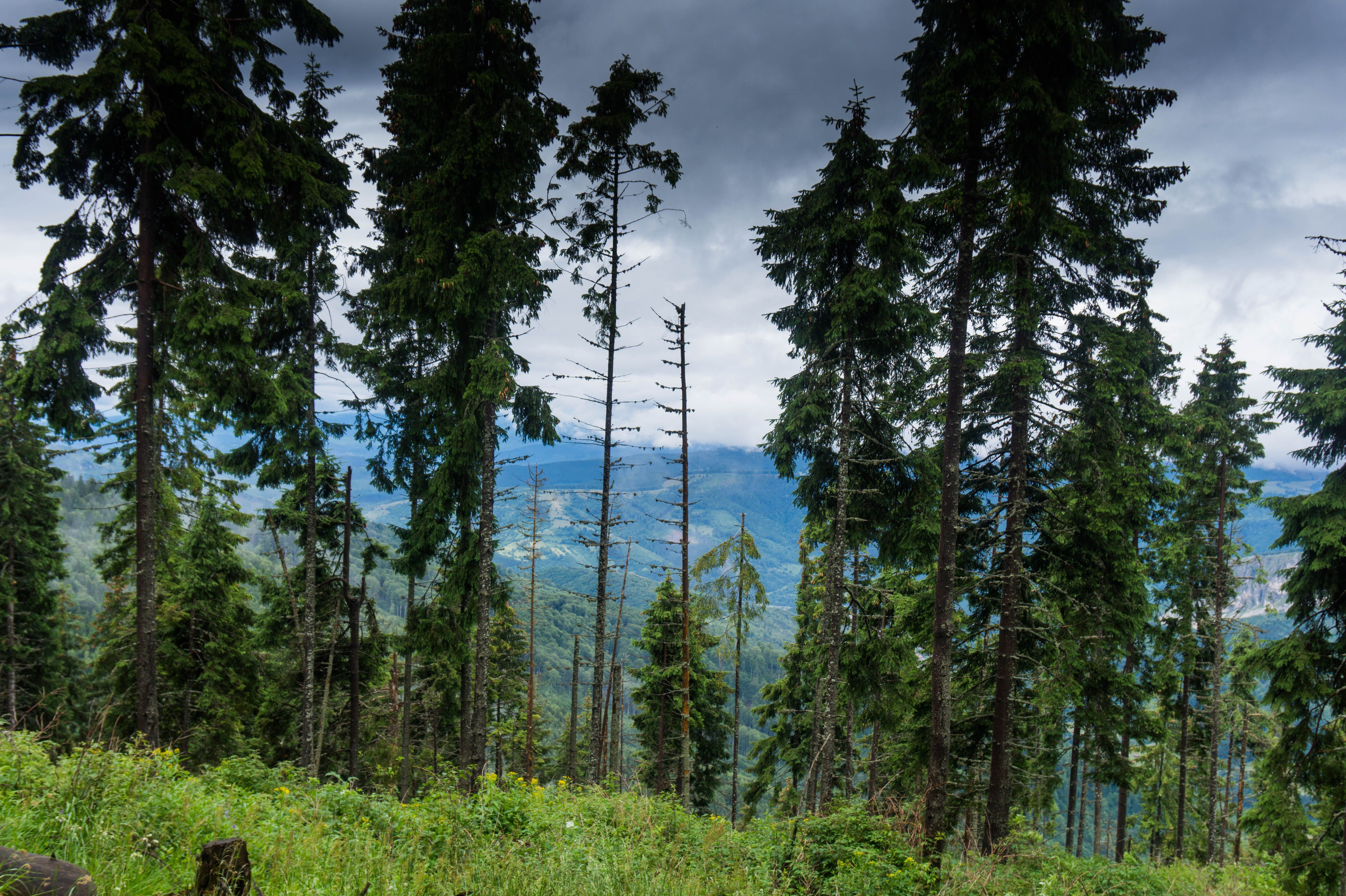 forest · Pexels