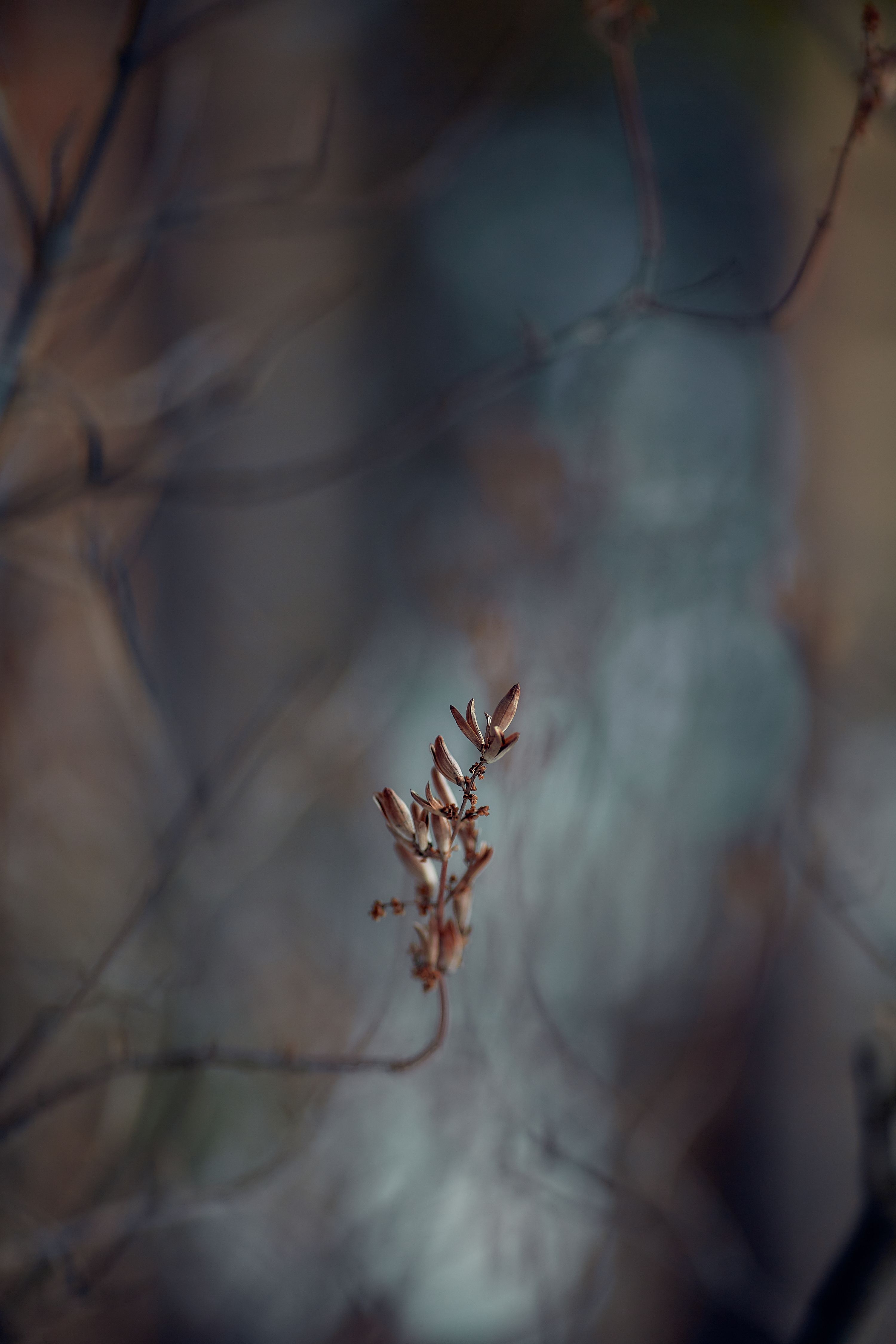 Branch Drying in Autumn · Free Stock Photo