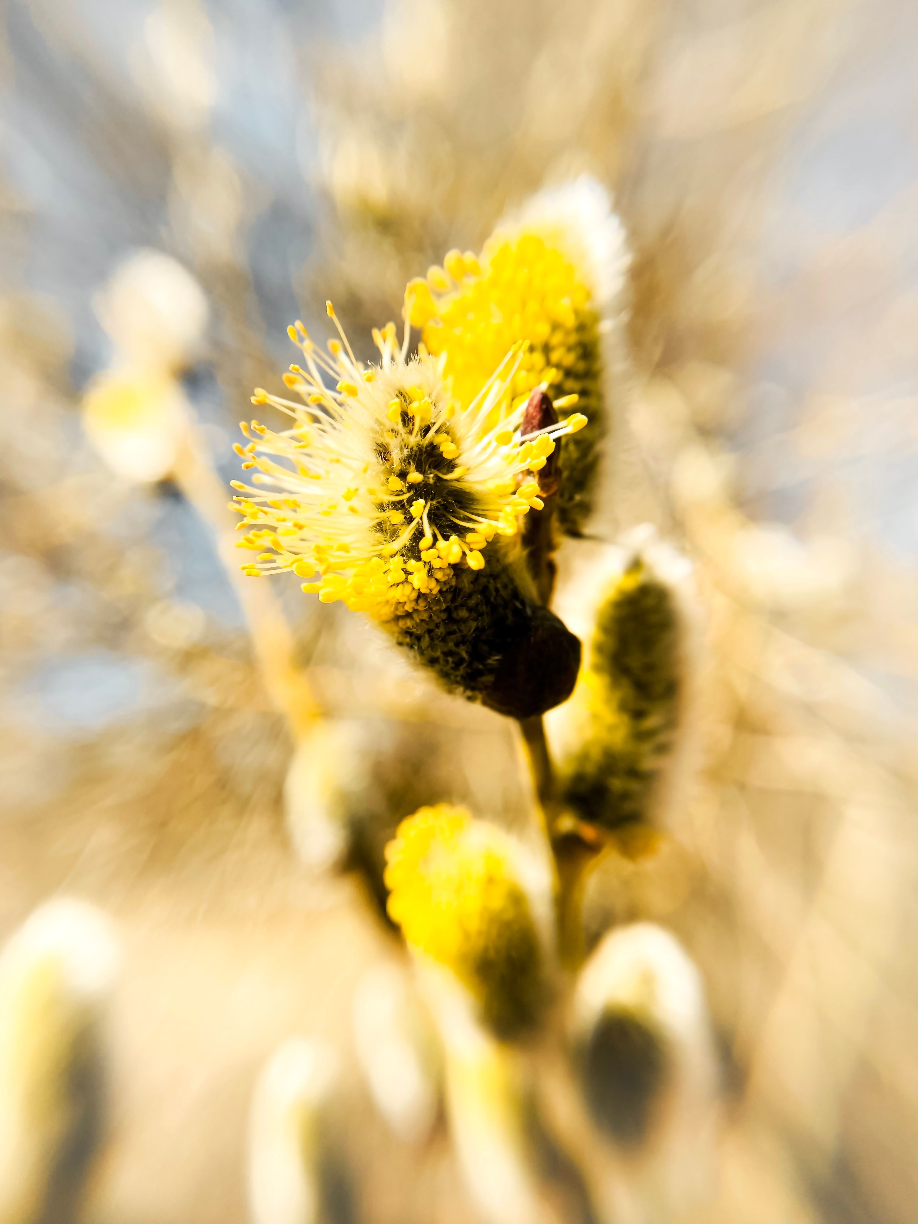 A Close-Up Shot of a Salix Caprea Plant · Free Stock Photo