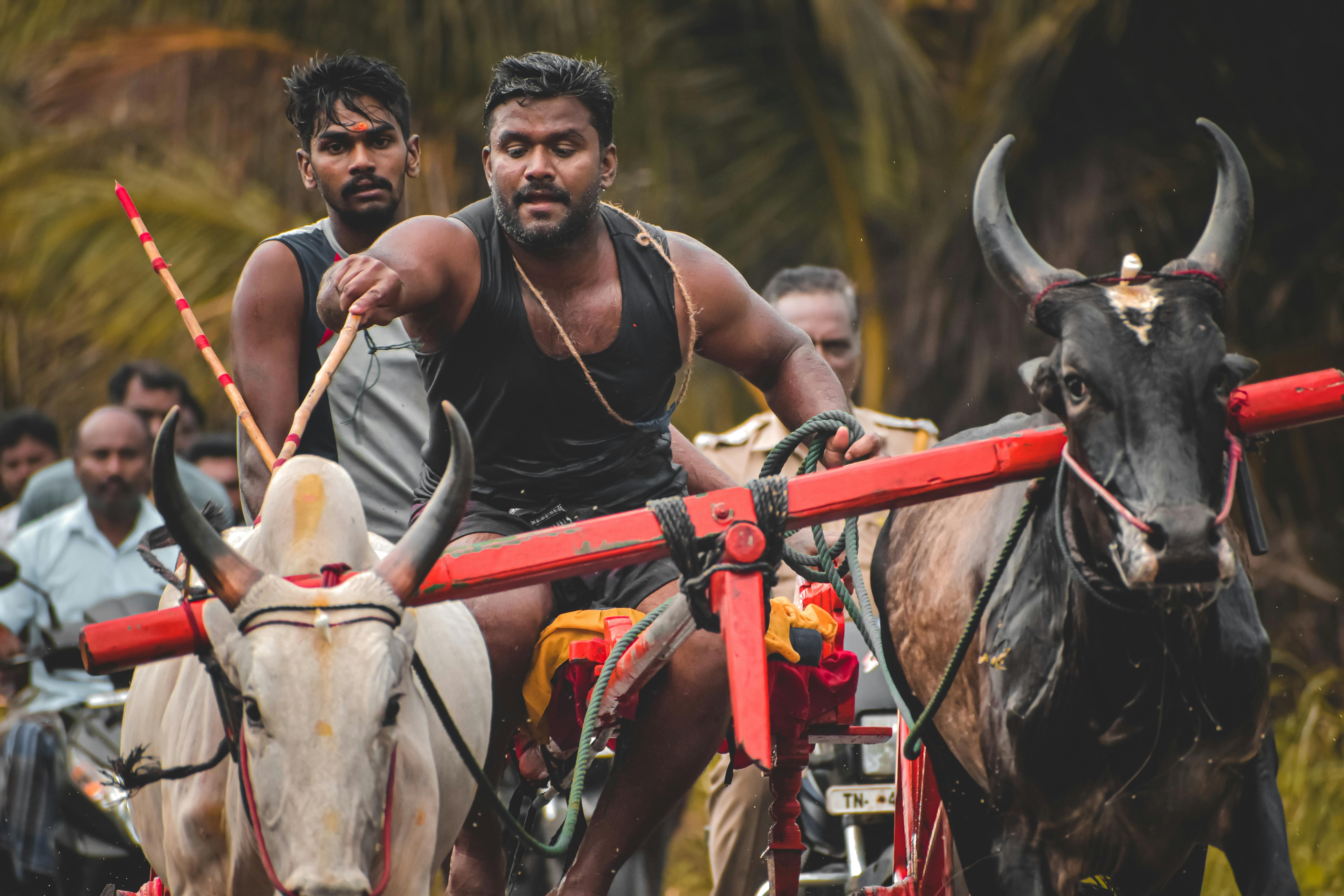 Crowd at Cattle Racing · Free Stock Photo