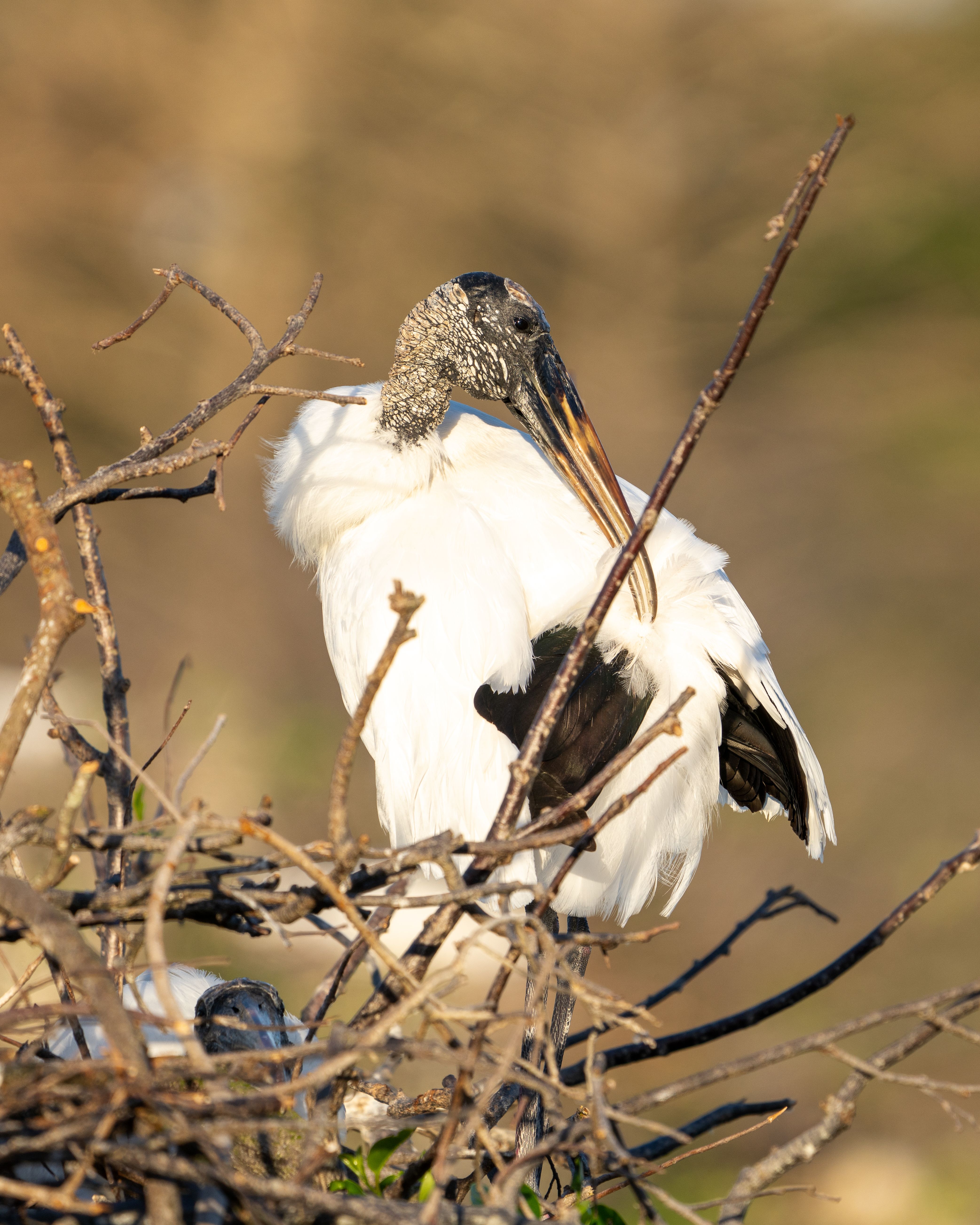 Close Up Photo of a White Bird · Free Stock Photo