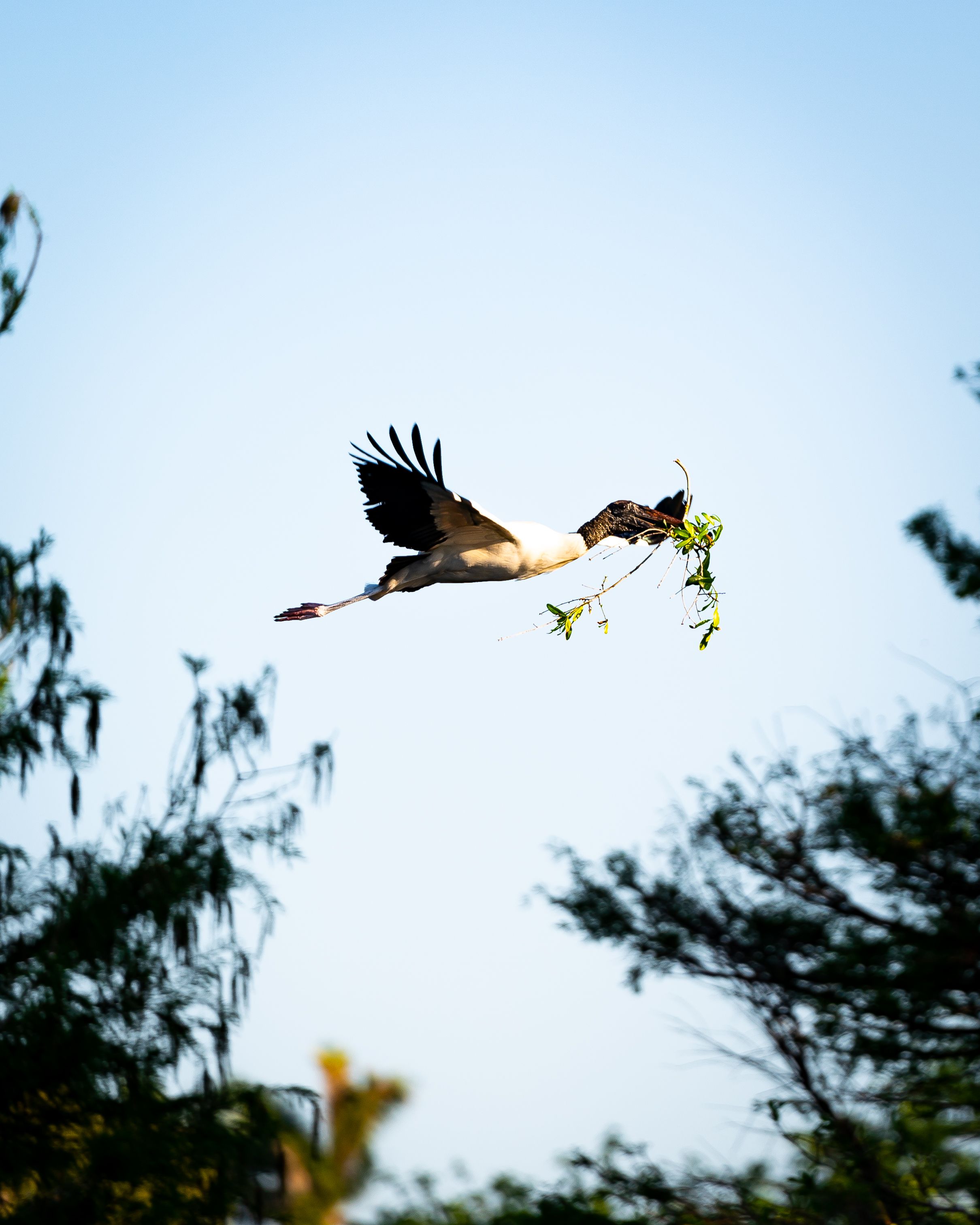 Flying Wading Bird Photos, Download The BEST Free Flying Wading Bird ...