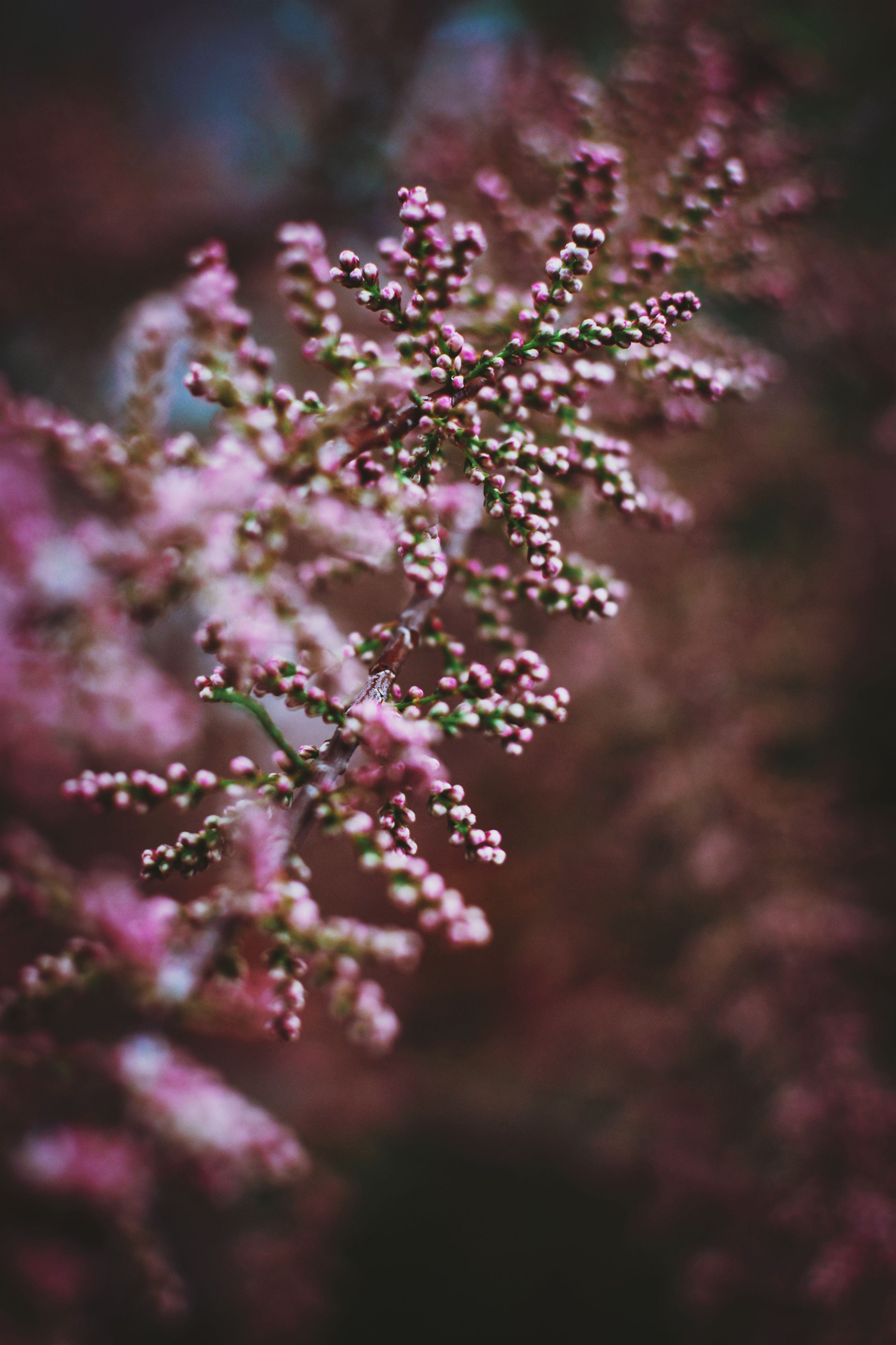 Pink Wallpaperr Photos, Download Free Pink Wallpaperr Stock Photos & HD ...