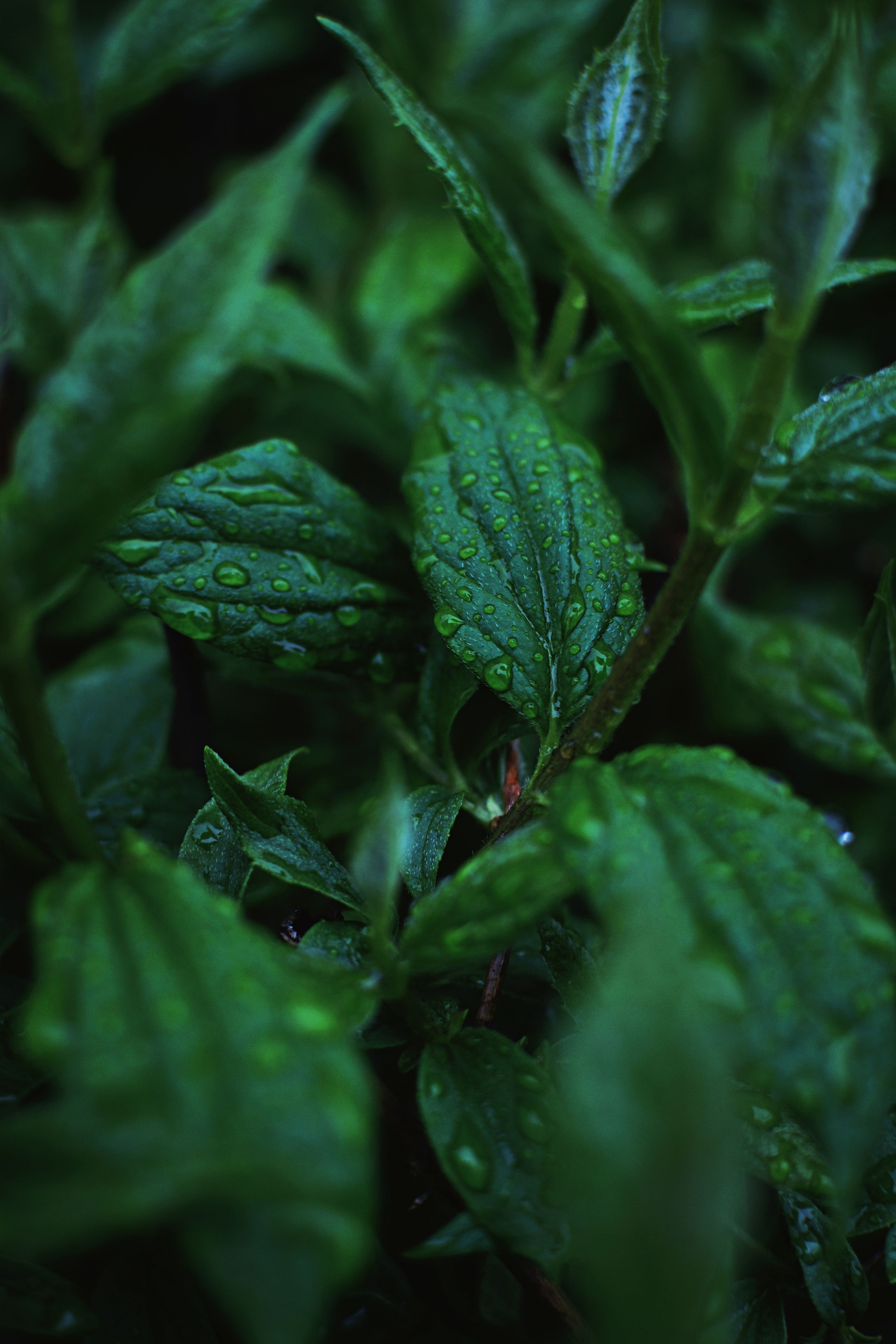 Photo of Green Peppermint Plant · Free Stock Photo